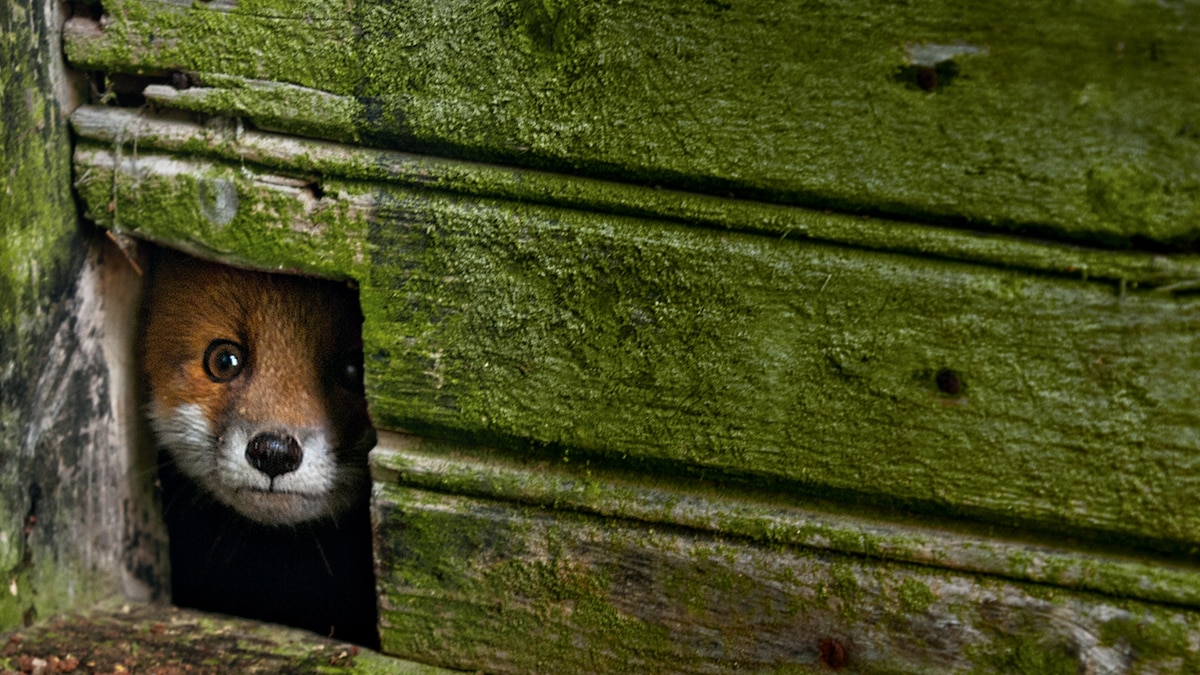 Wild Squatters | National Geographic