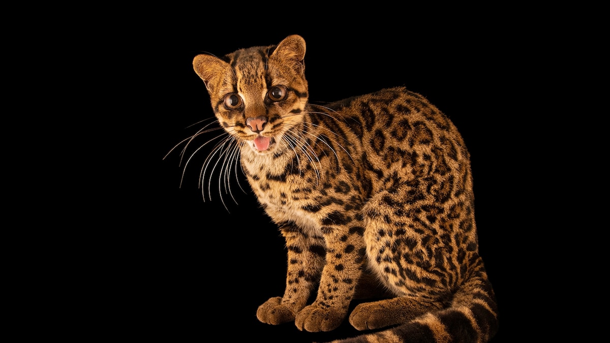 The adorable clouded tiger cat is brand-new to science—and already ...
