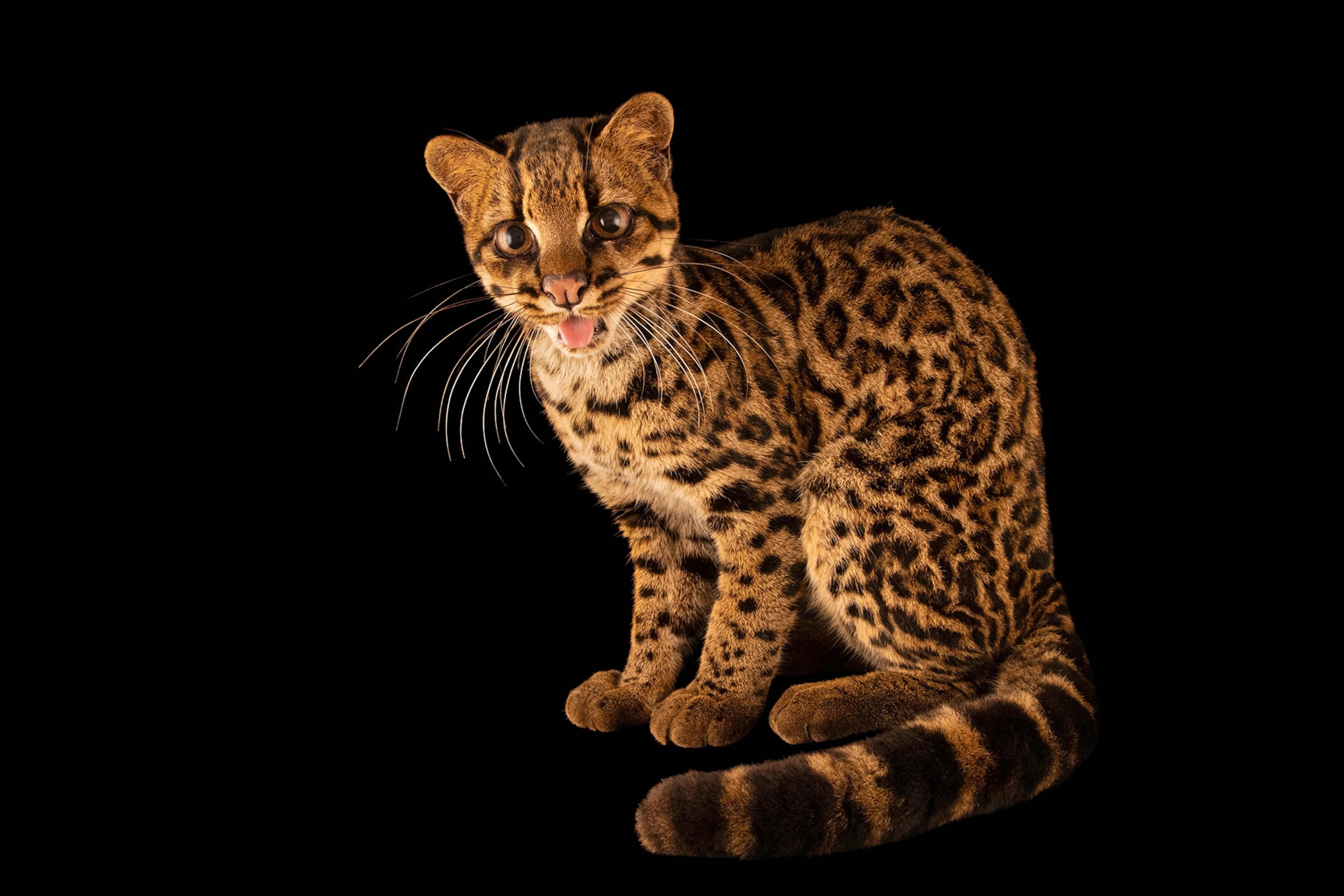 The adorable clouded tiger-cat is brand-new to science—and already ...