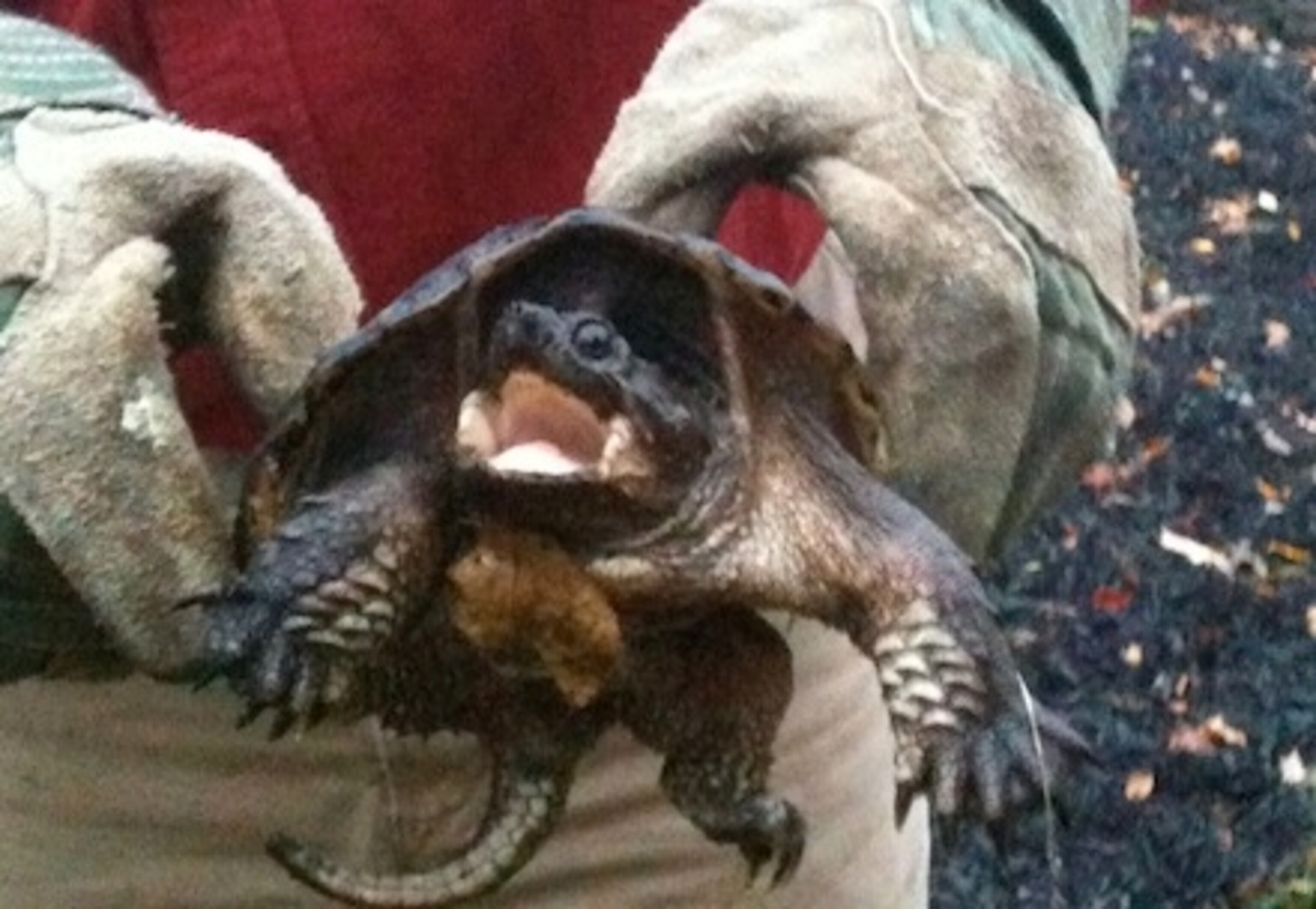 Teenage turtles on the loose! | National Geographic