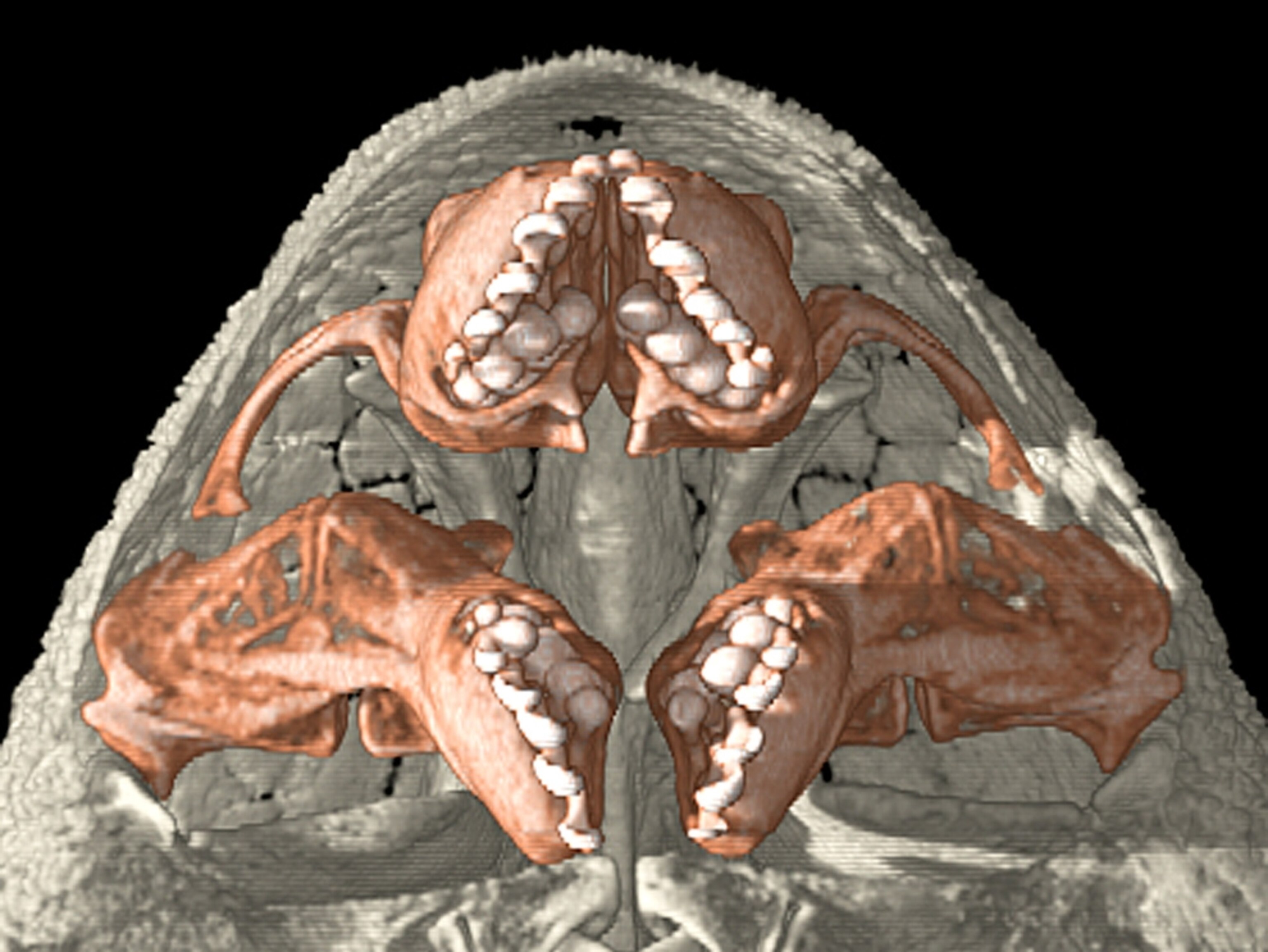 Pictures: New Armored, Wood-Eating Catfish Found in Amazon