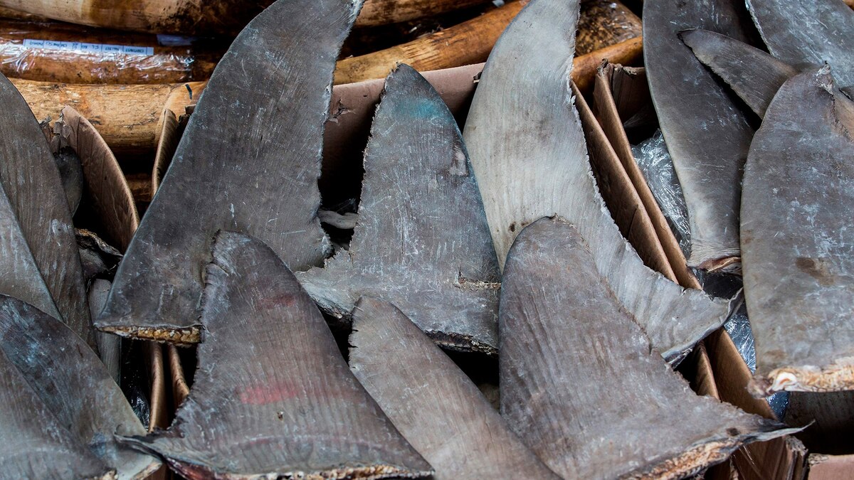 Shark Fin X Ray