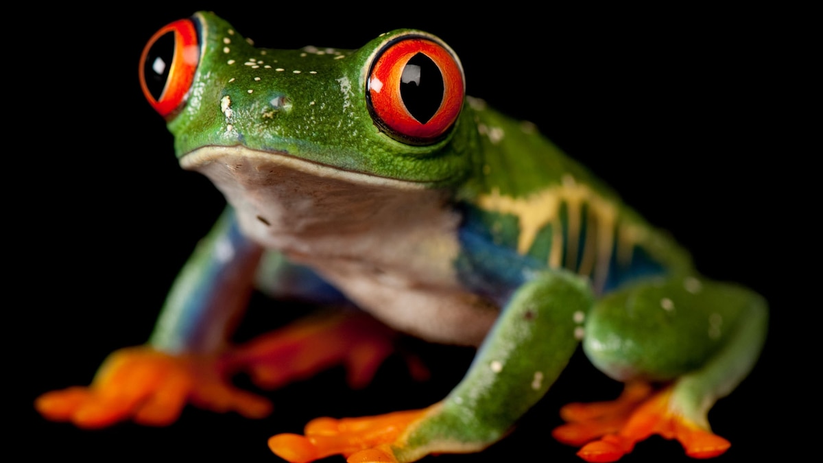 13 Gorgeous Pictures Remind Us Why Frogs Need Our Help | National ...
