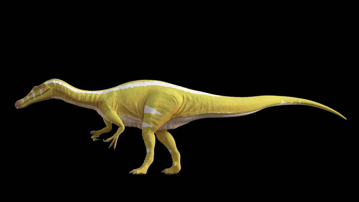 Early spinosaur bones reveal the rise of an unusual dinosaur dynasty ...