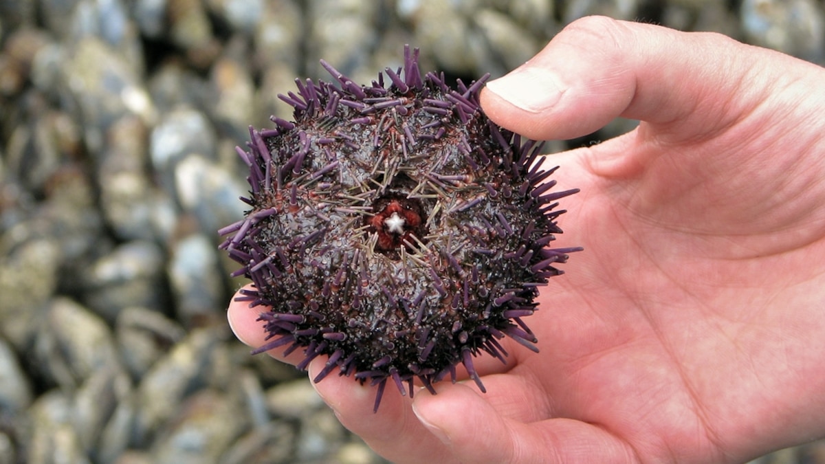 Rock-Chewing Sea Urchins Have Self-Sharpening Teeth | National Geographic