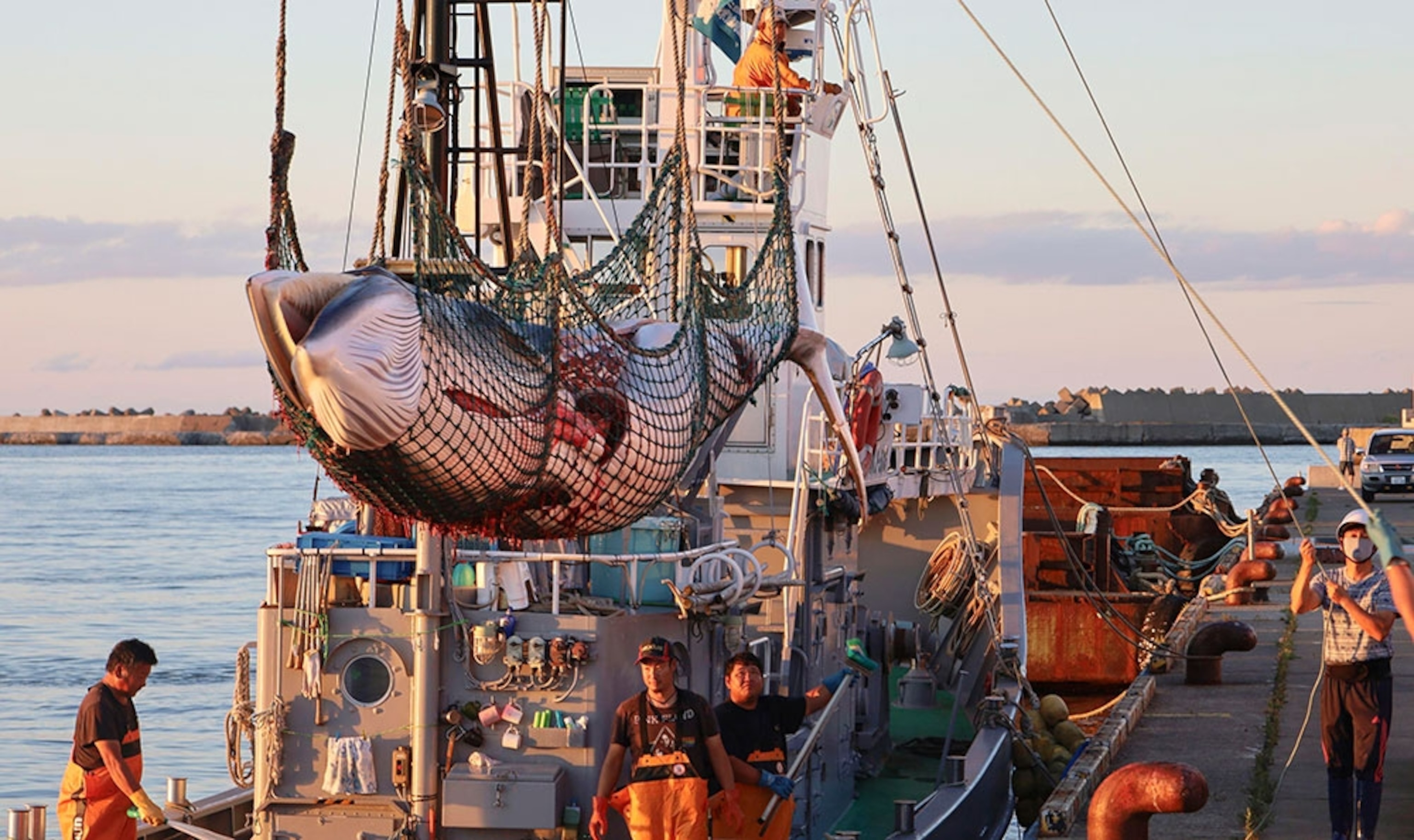 FINDING THE ‘HIDDEN’ BLUE WHALES | National Geographic