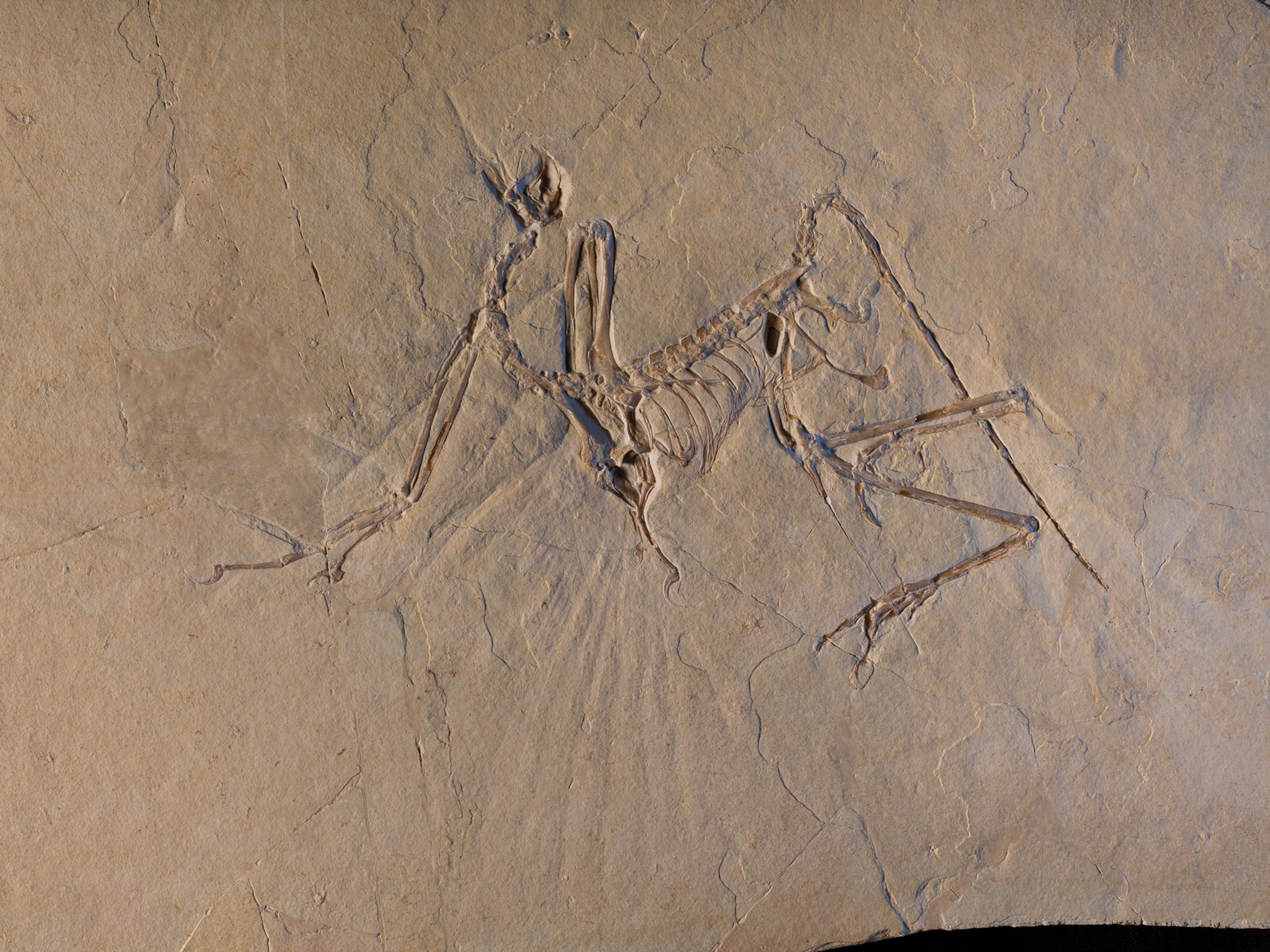 New Study Says Archaeopteryx, the Feathered Dinosaur, Could Actually ...