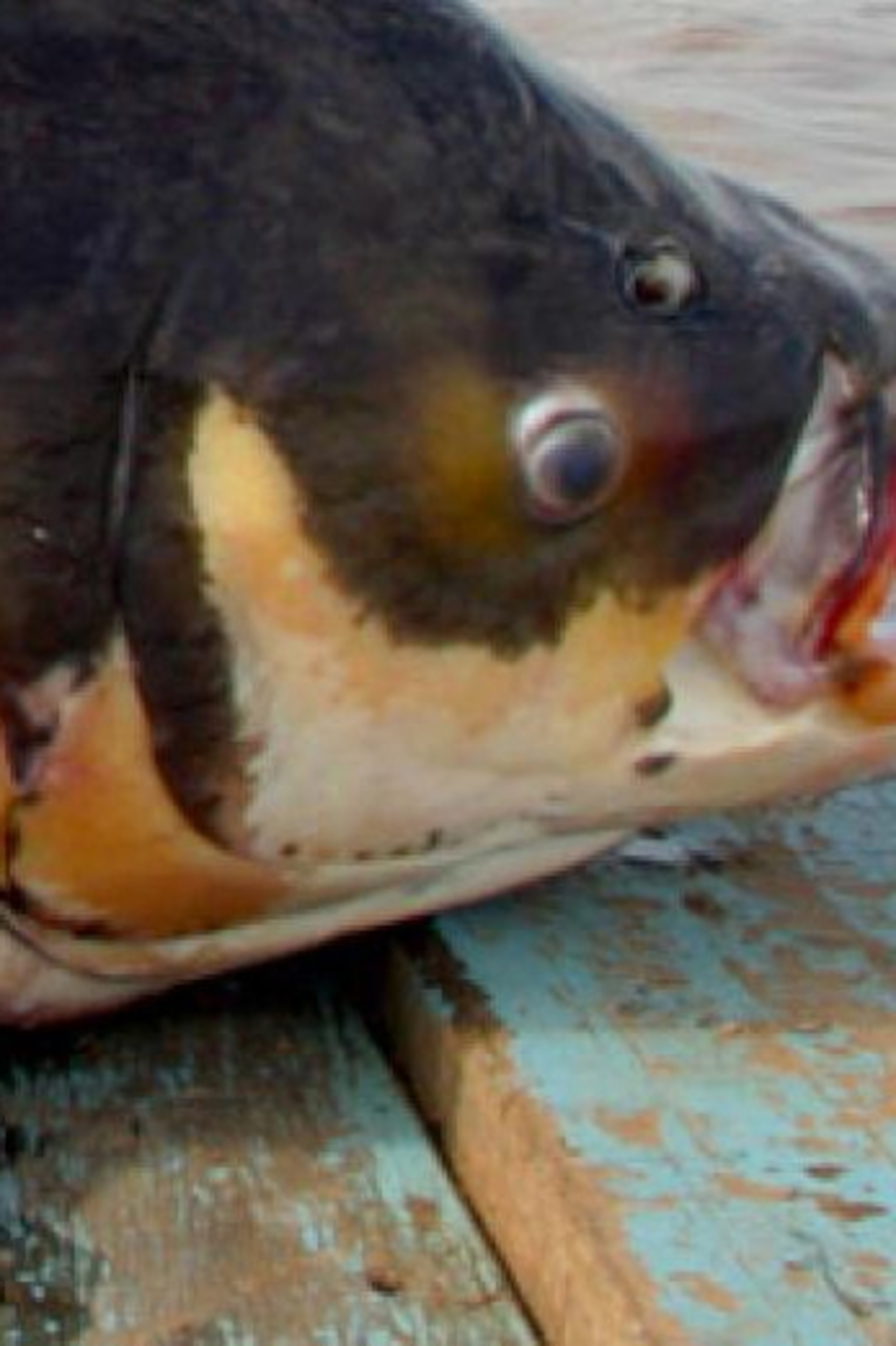 Mutated Fish In Chernobyl