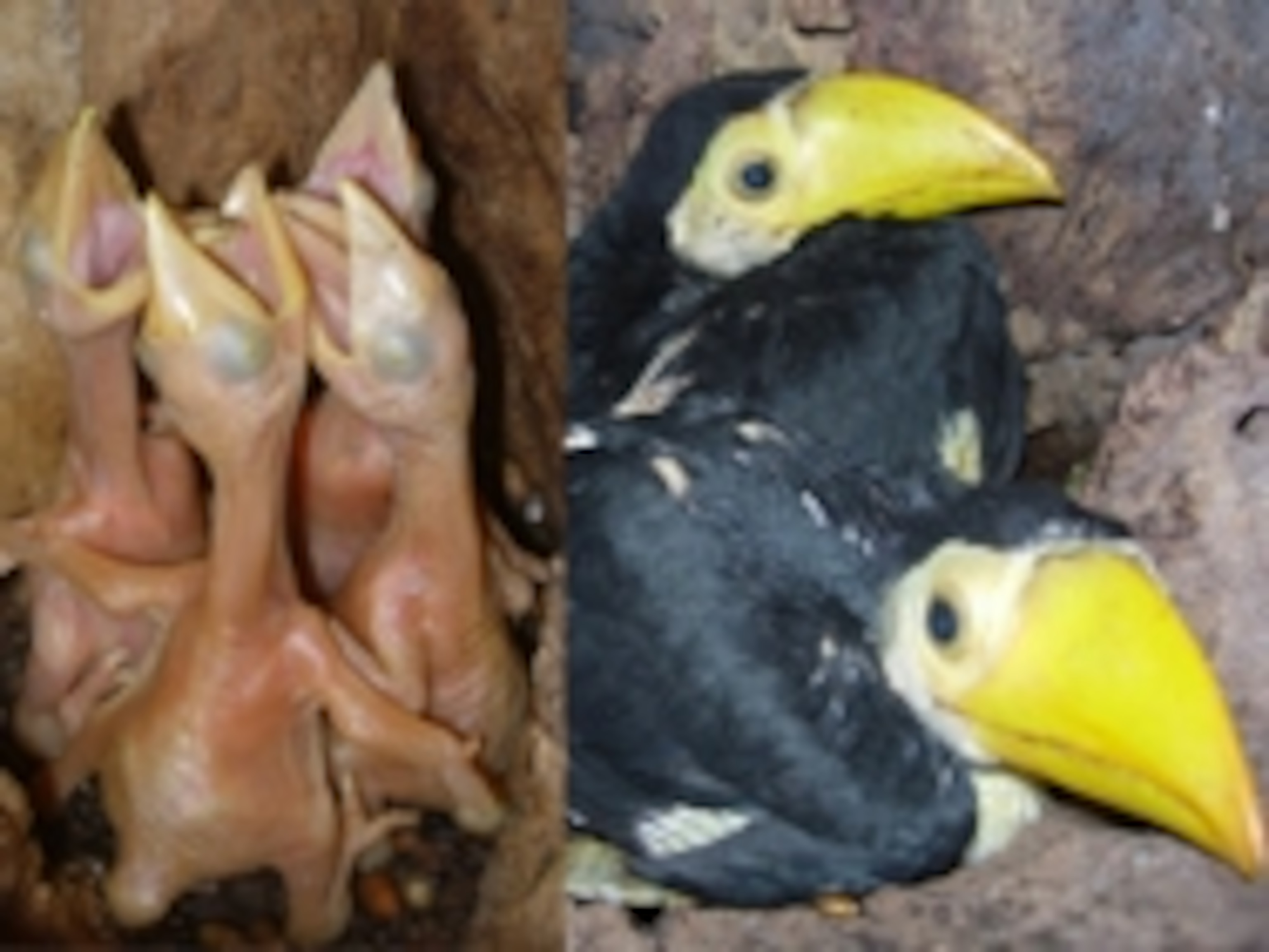 Toucan play at reducing the heating bill