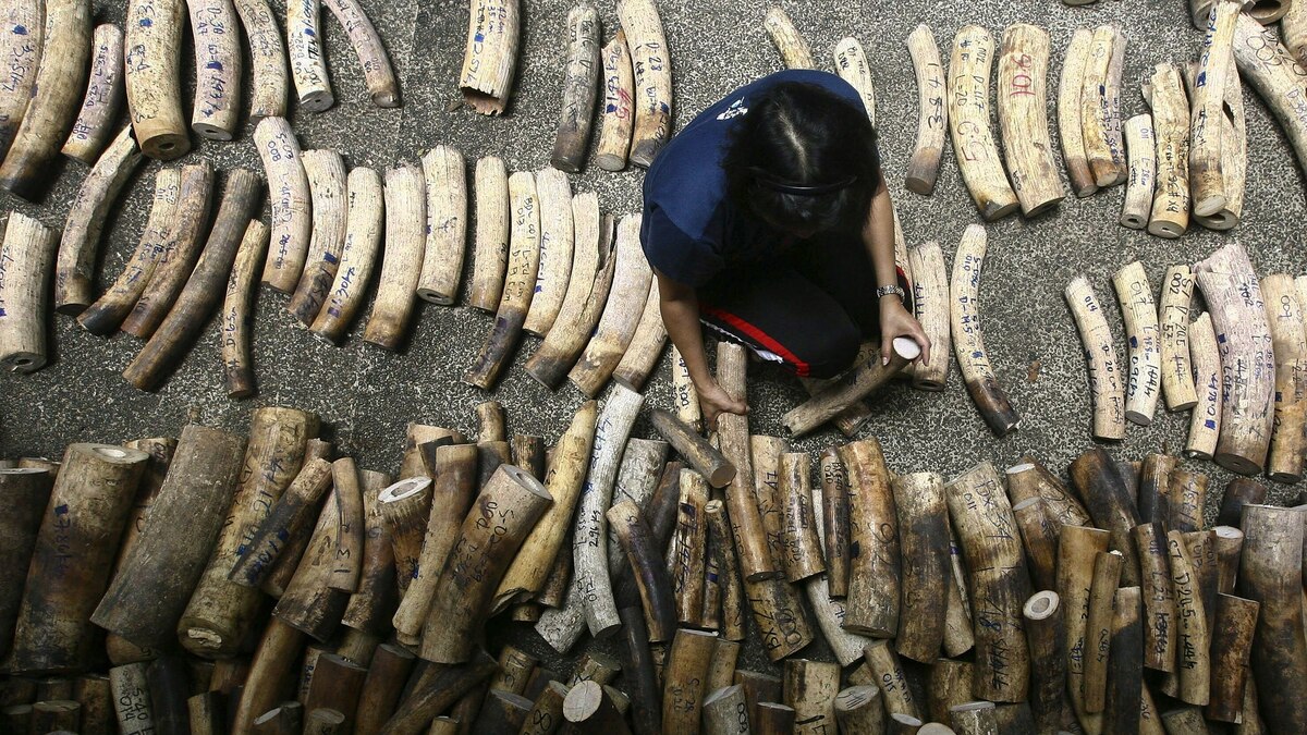In Global First, Philippines to Destroy Its Ivory Stock | National ...
