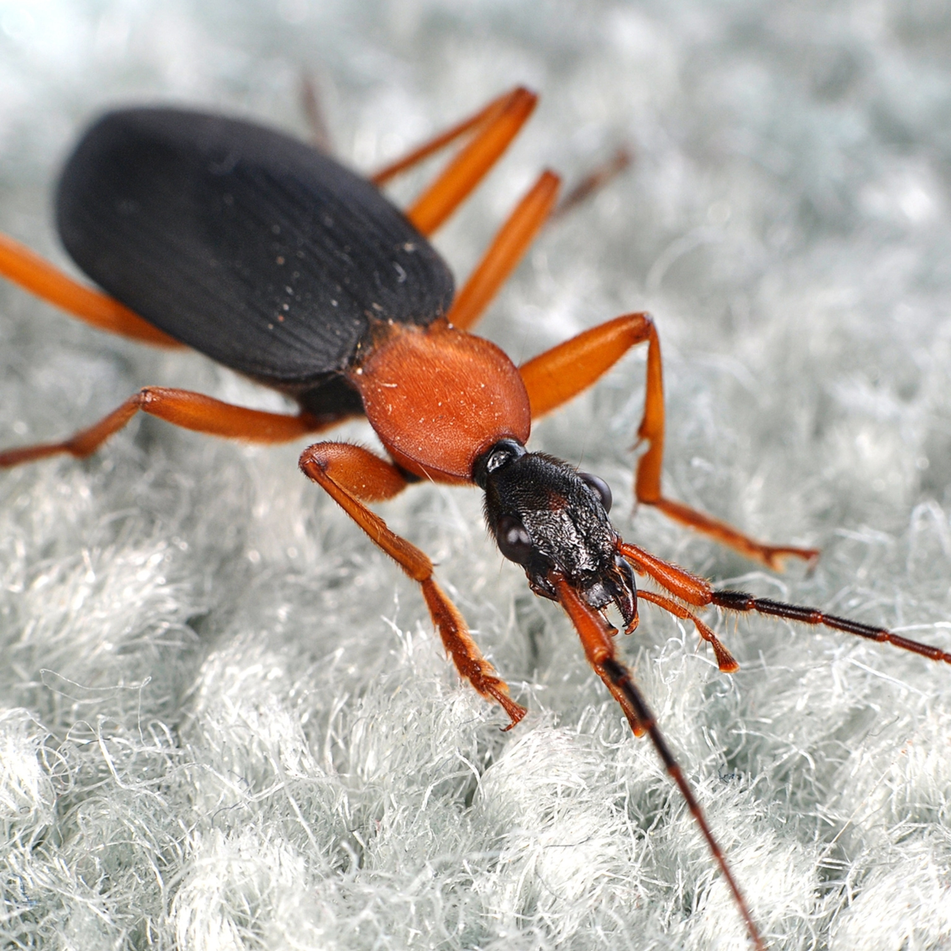 House Insects Pictures