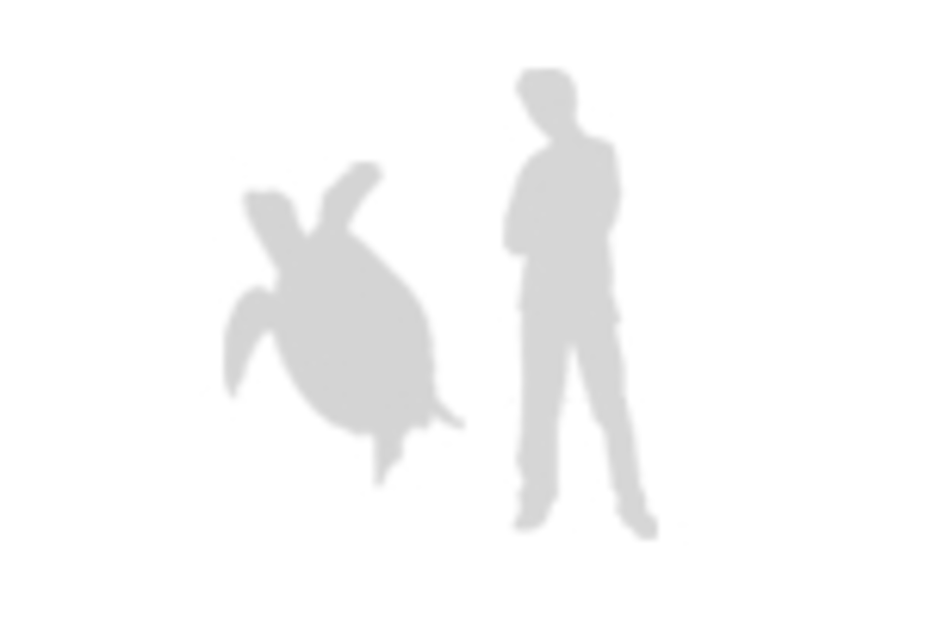 Hawksbill Sea Turtle Diagram