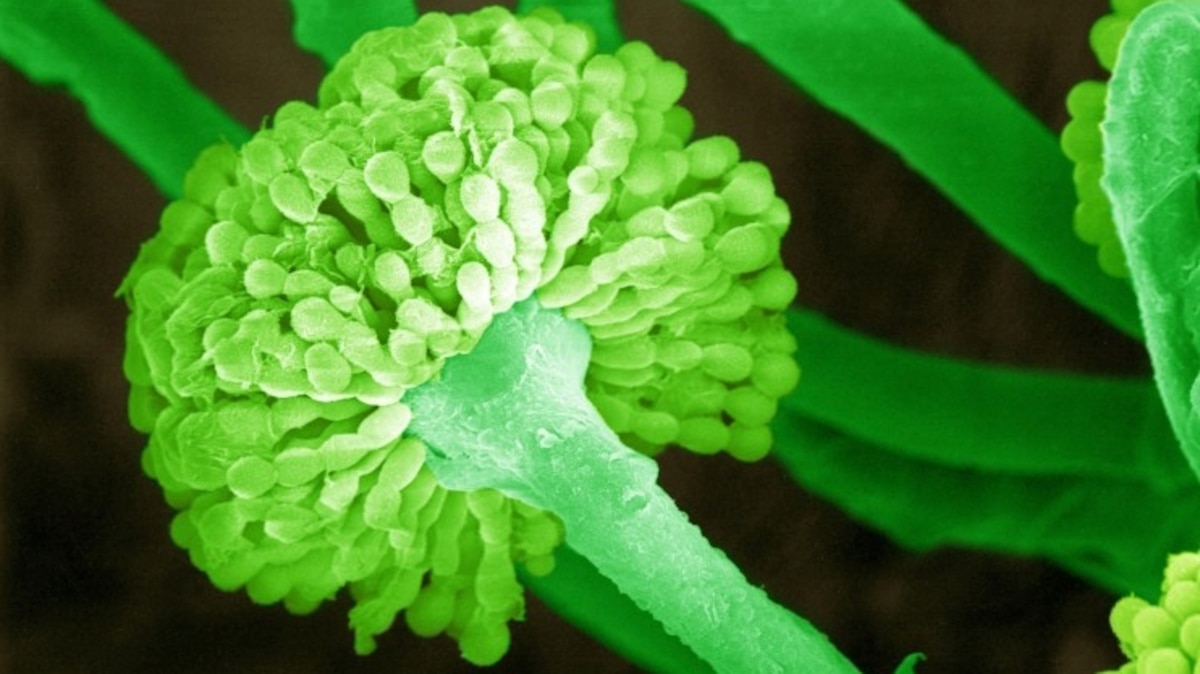 Getting To Know Your Inner Mushroom | National Geographic
