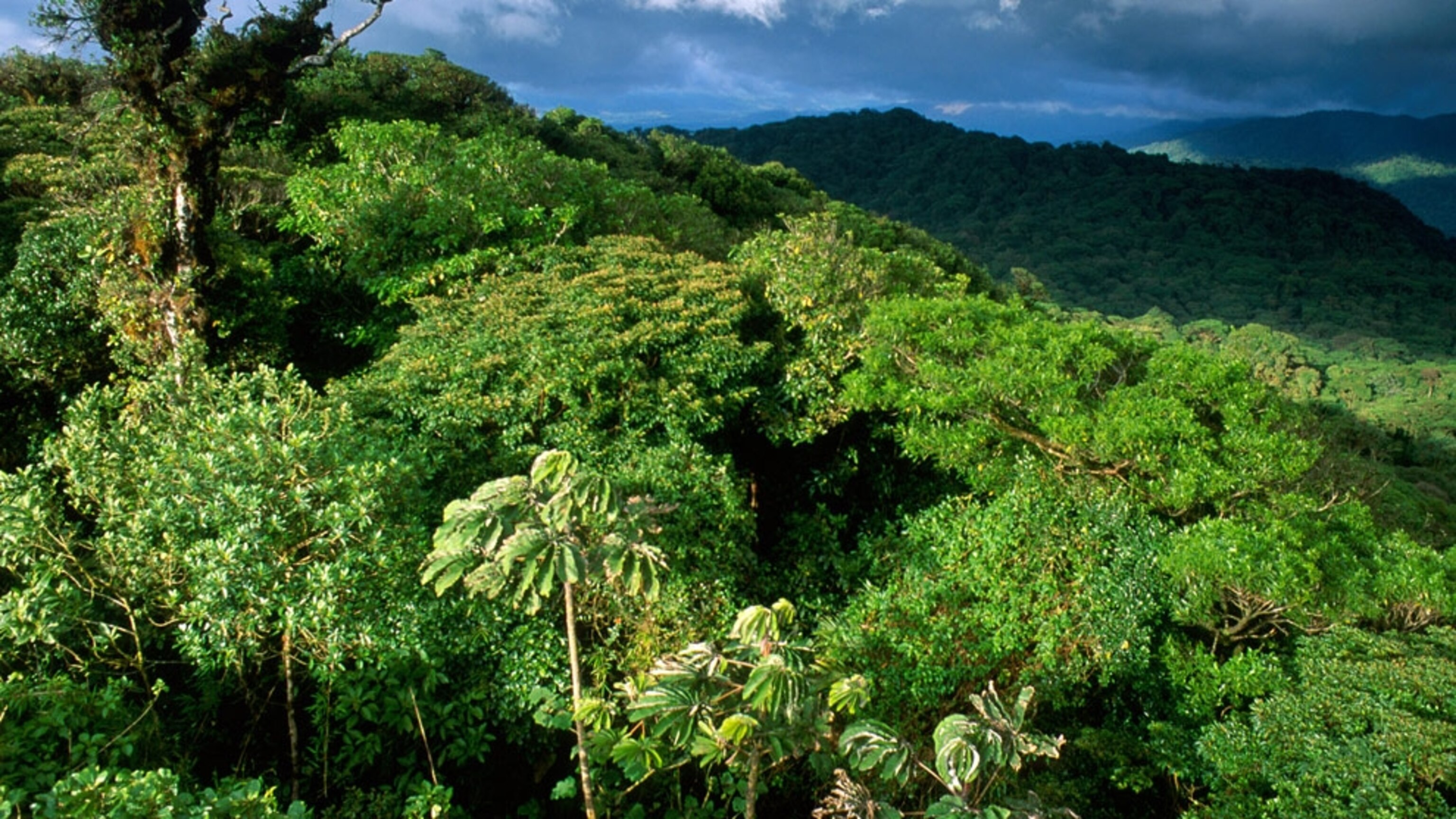 Costa Rica Tropical Rainforest