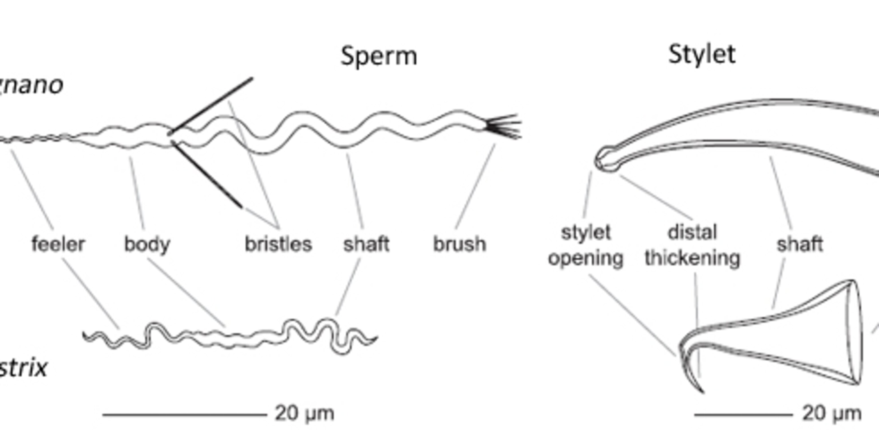 The sexual battles of flatworms: barbed sperm, mating rings, traumatic ...