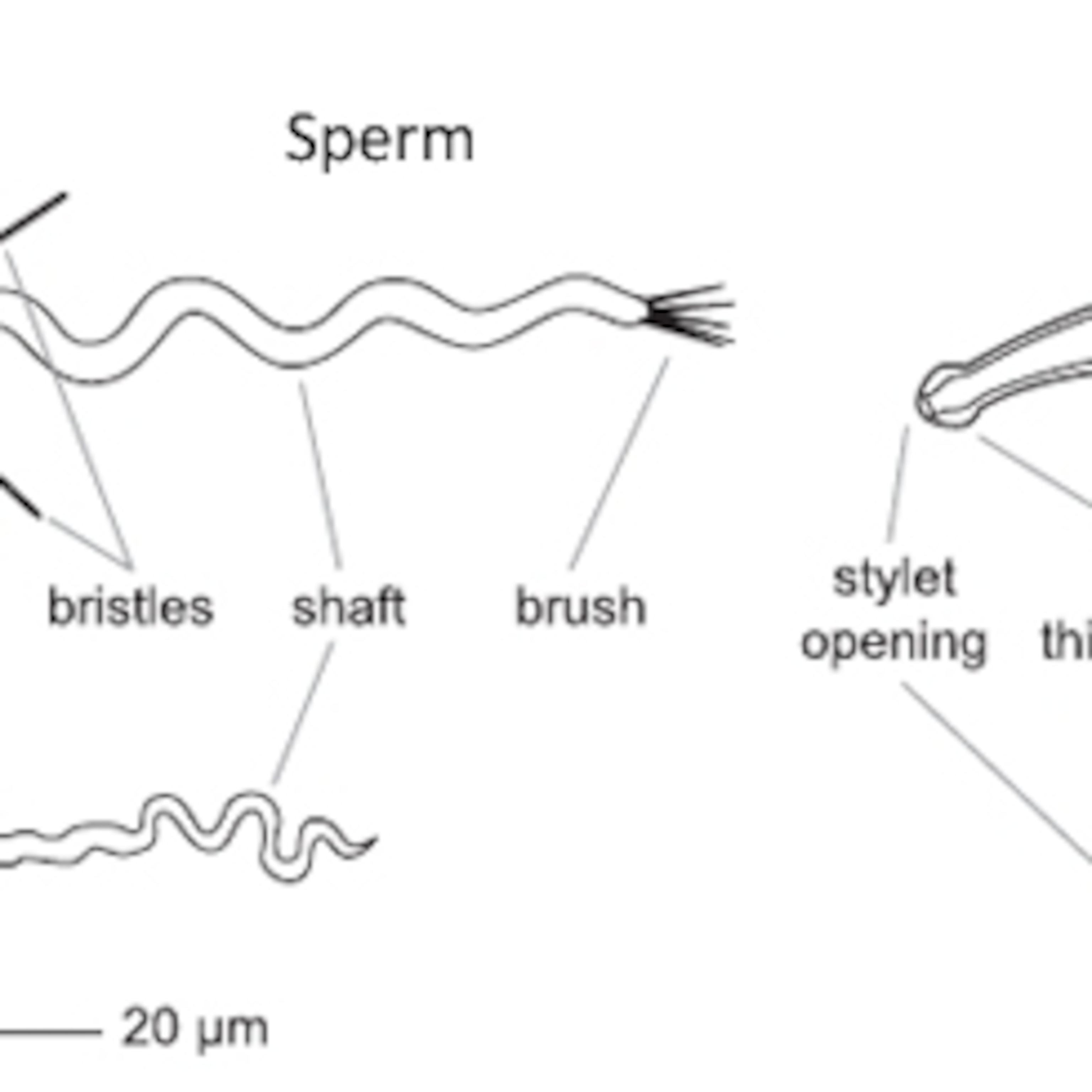 Diagramaplanarianeetichetata