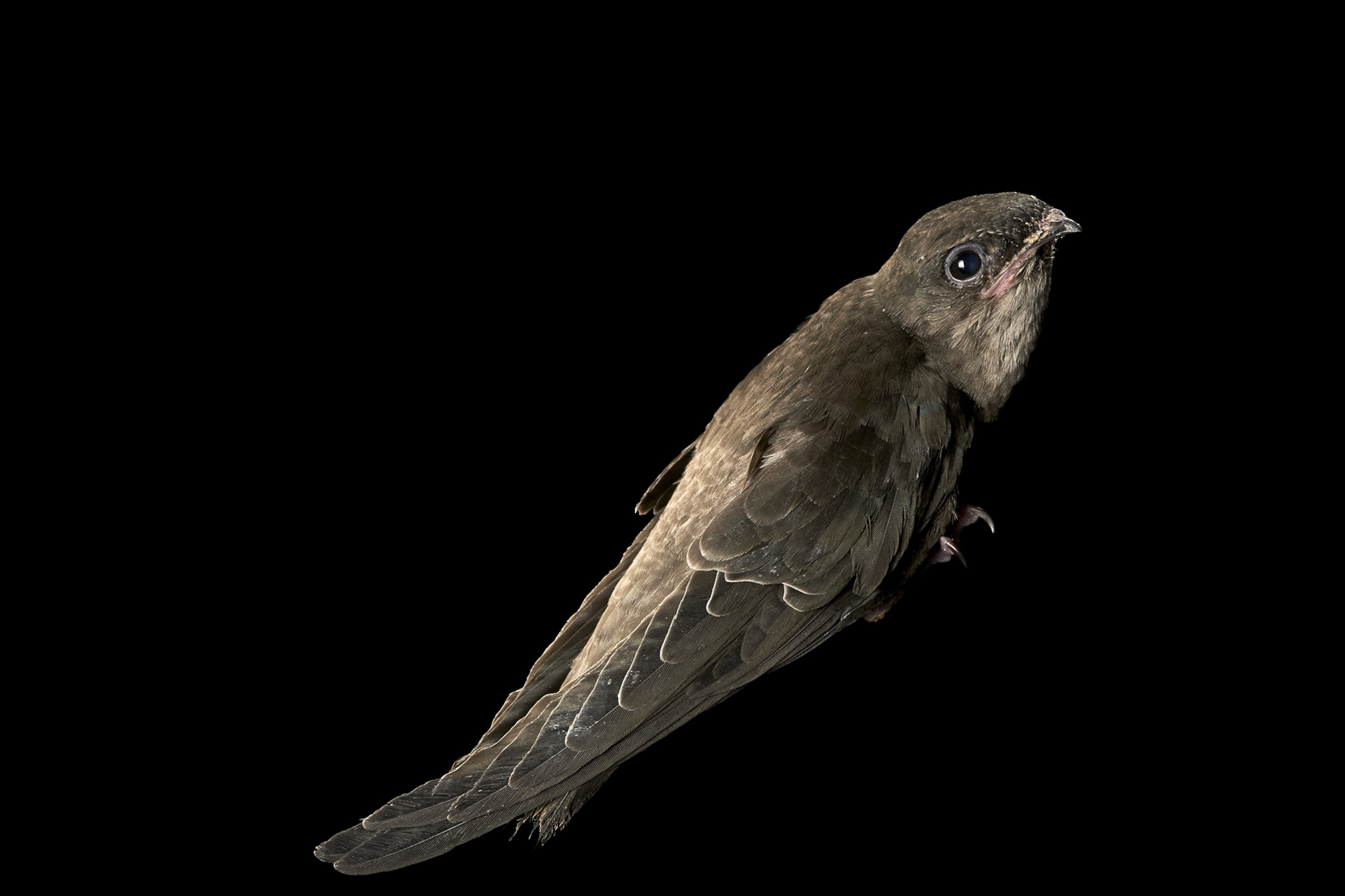 Chimney Swift