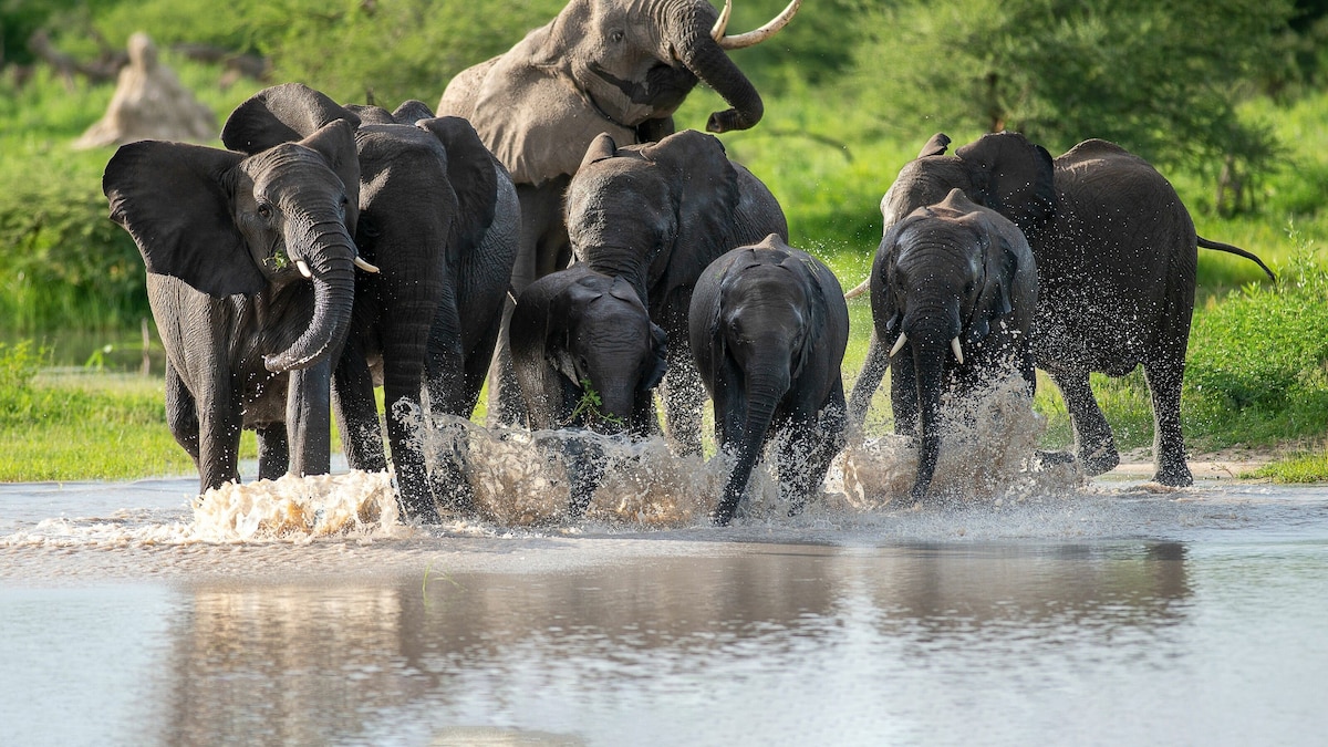 Camping with conservationists in Botswana's Okavango Delta | National ...