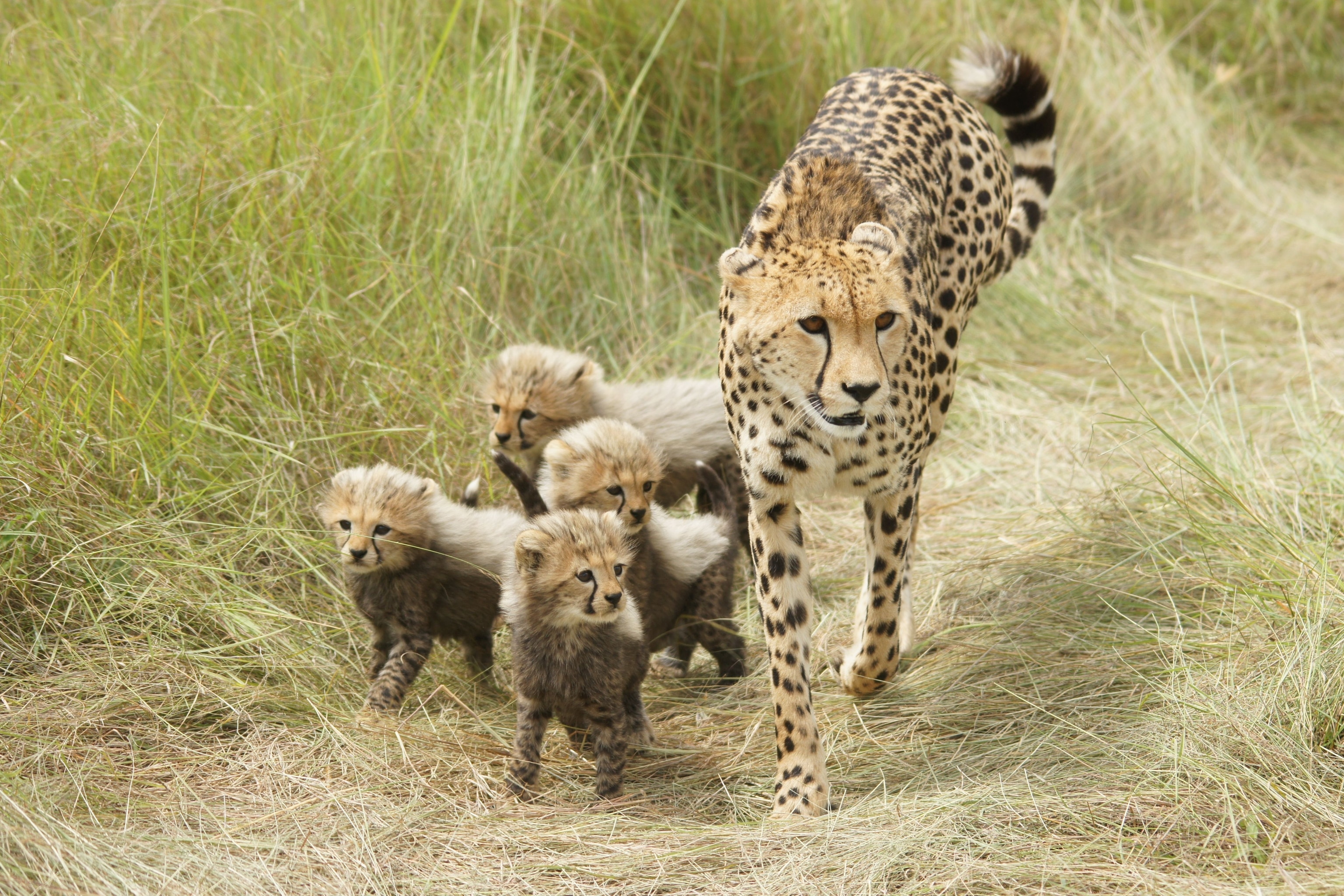 Cheetah-Dog Friendship Isn't As Strange As It Sounds