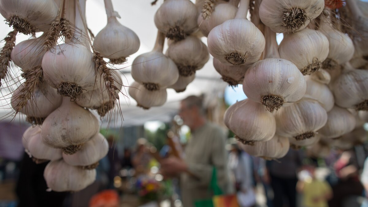 Plant Heirloom Garlic Now, Reap Rewards in the Spring | National Geographic