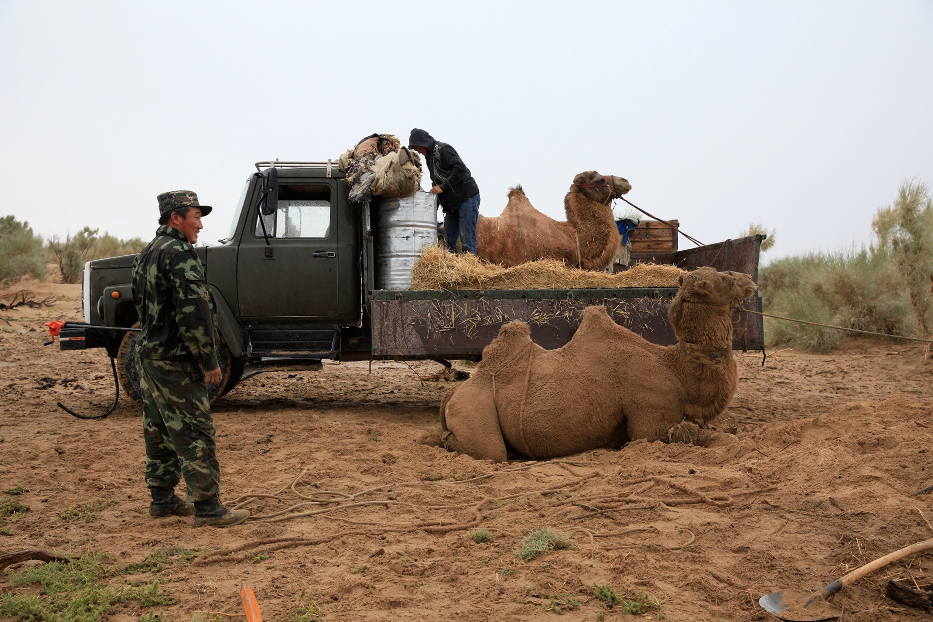 Can Angry Young Males Save a Critically Endangered Camel?