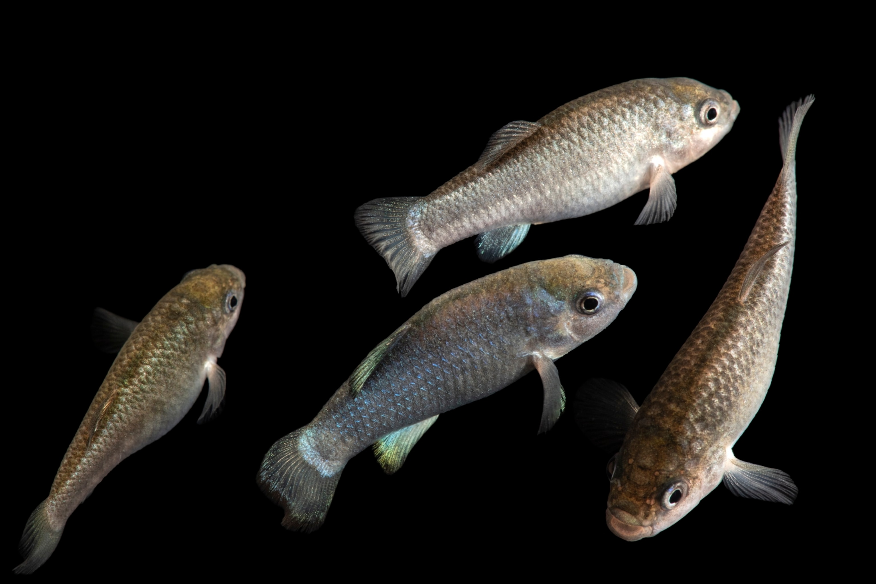 See a different endangered animal in every U.S. state