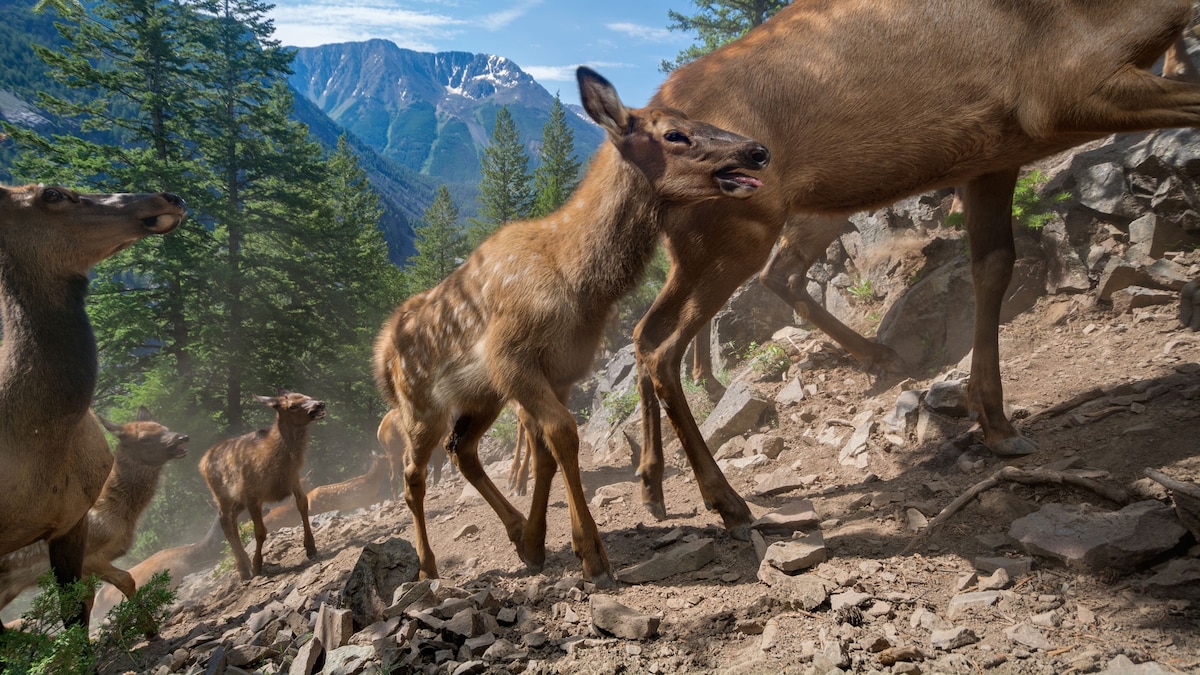 Yellowstone National Park: Great Migrations—Keeping Yellowstone’s ...