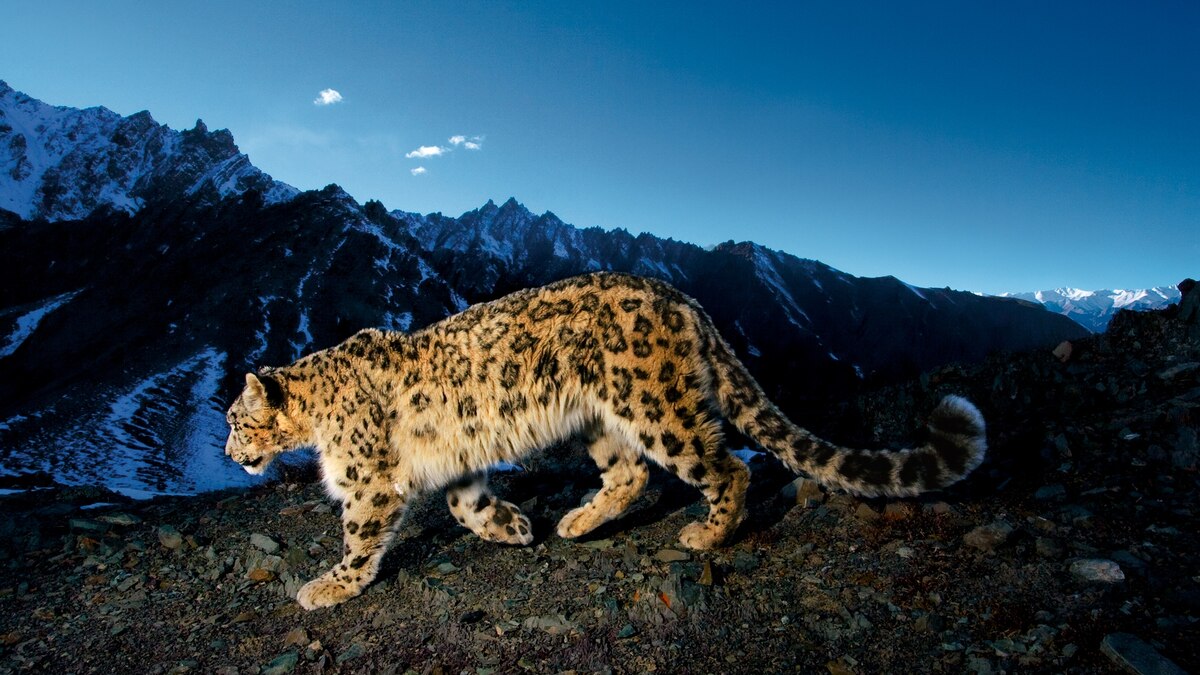 Predator Insurance: When Livestock Becomes Prey, Conservationists Pay ...