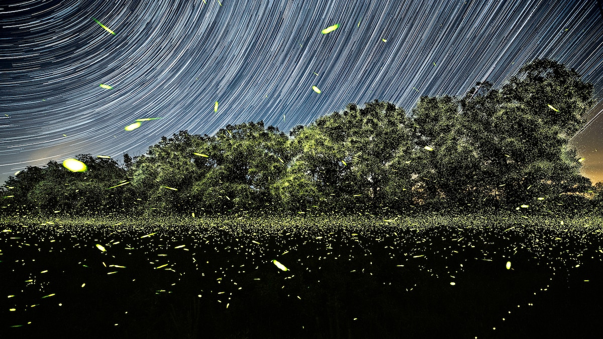 Will fireflies light up summer skies? Here's why they're fading ...