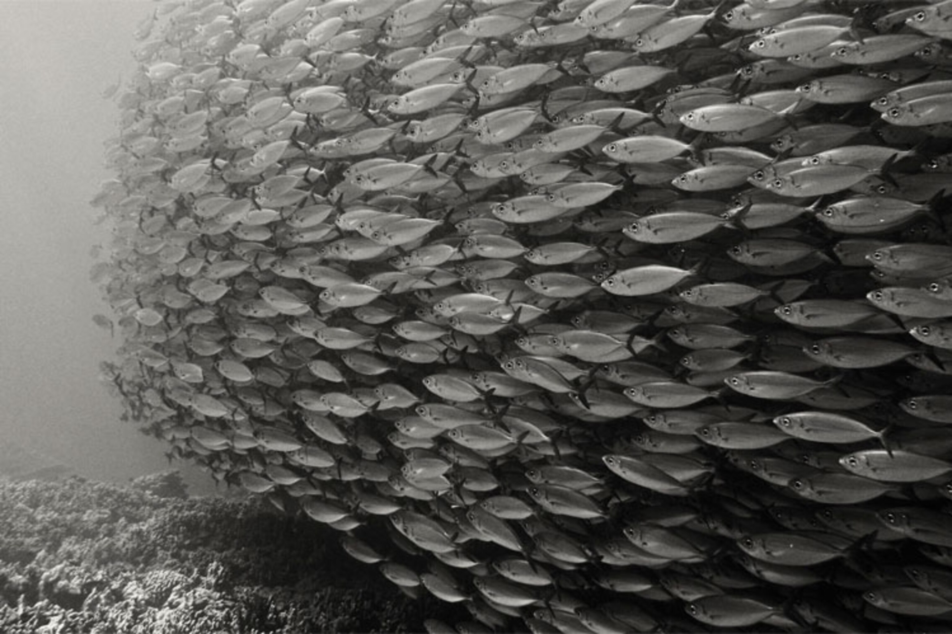 Heart of the Swarm – the Amazing Science of Shoals, Flocks, Hives and ...