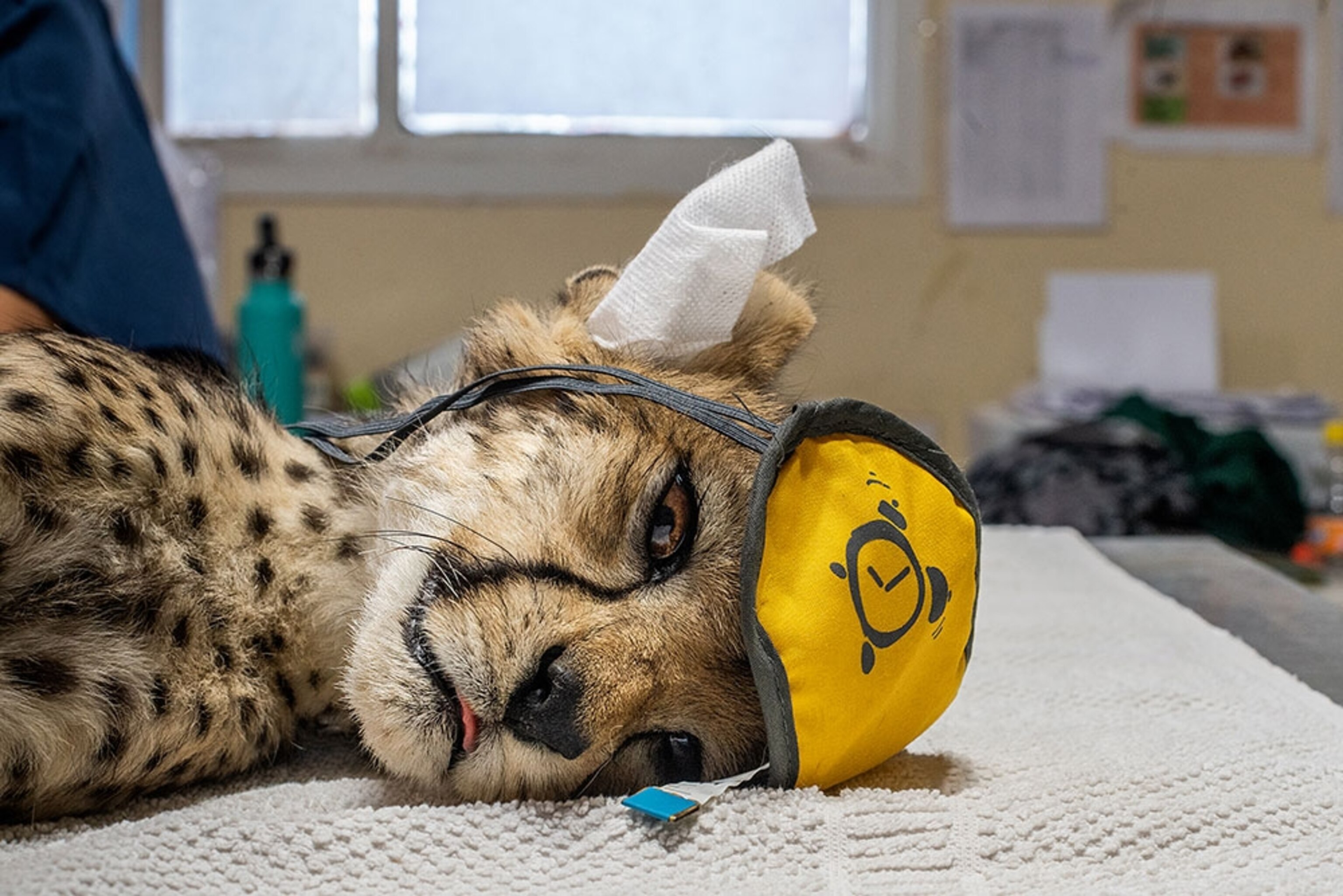 A photographer's journey to save cheetahs from trafficking