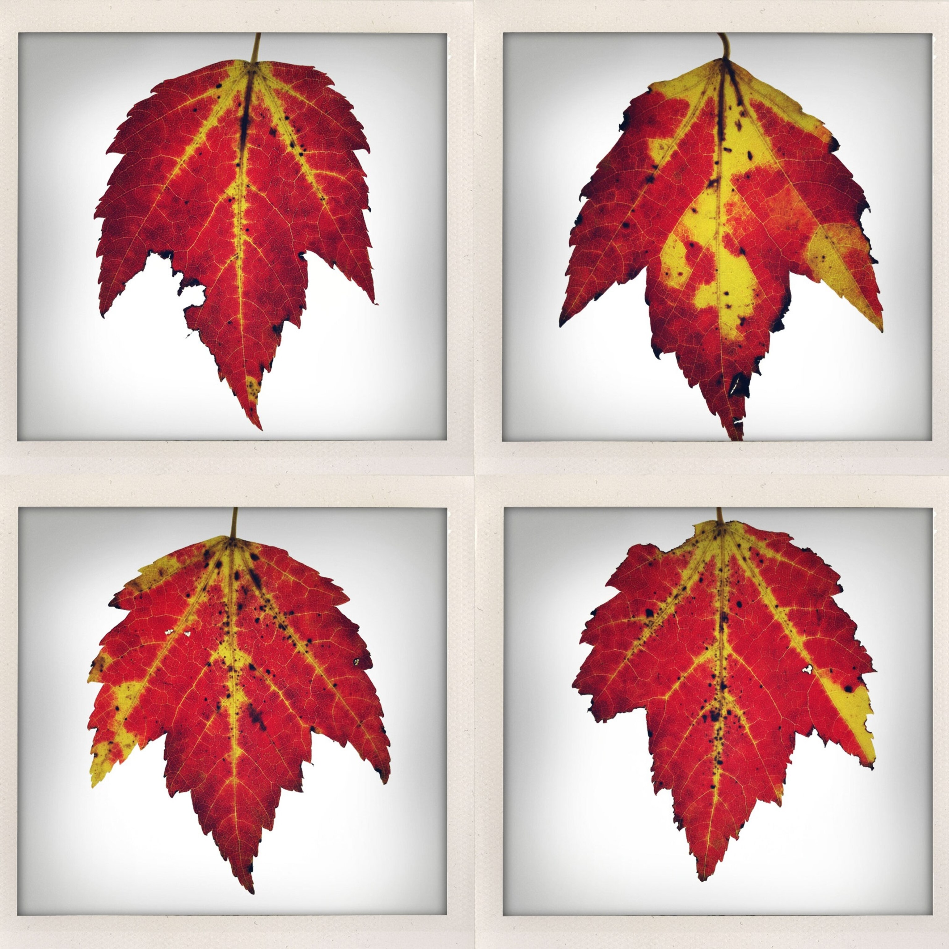 Exploring Fall Colors With Your iPhone