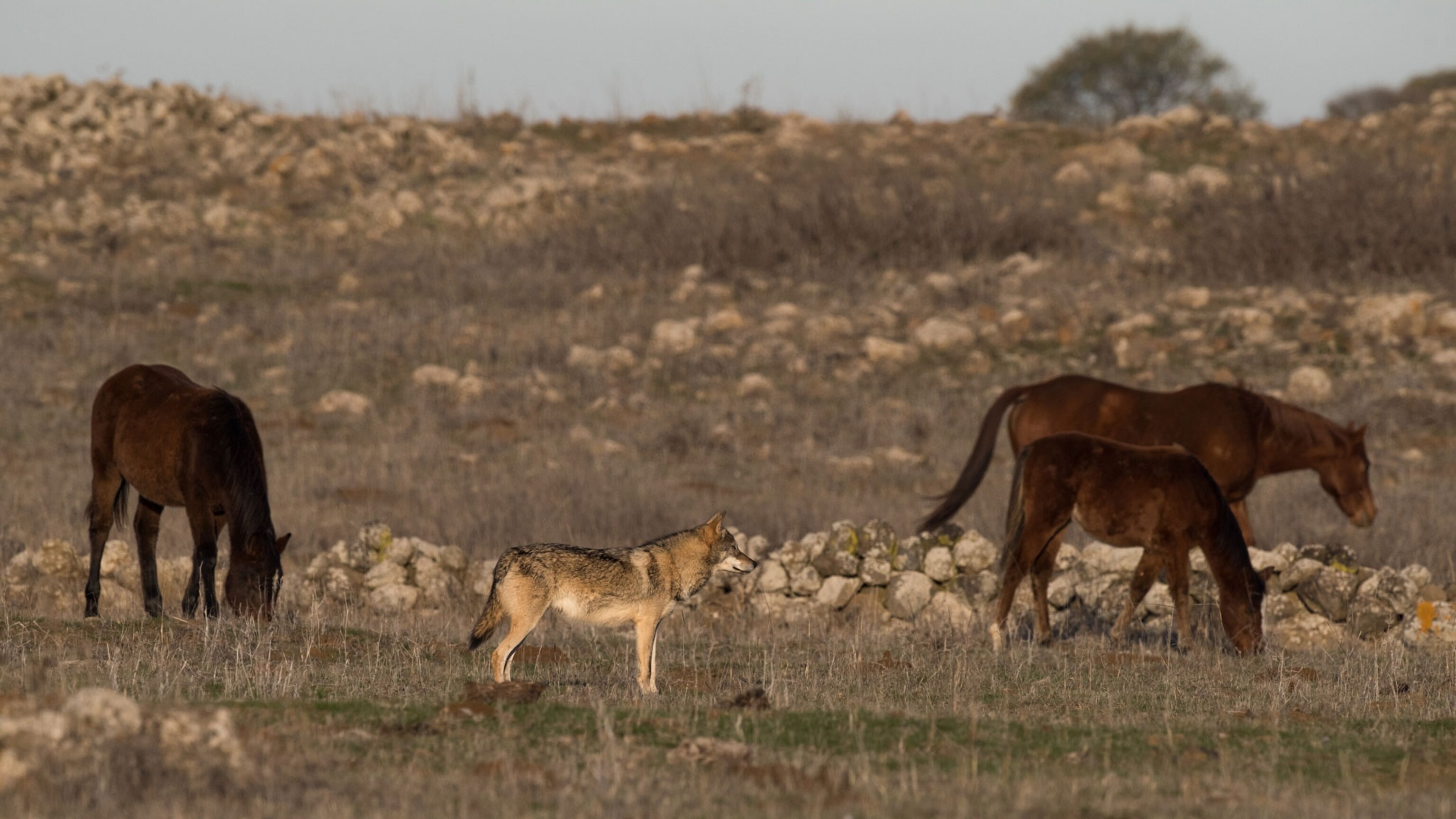 Making peace in the Golan Heights—between humans and wolves