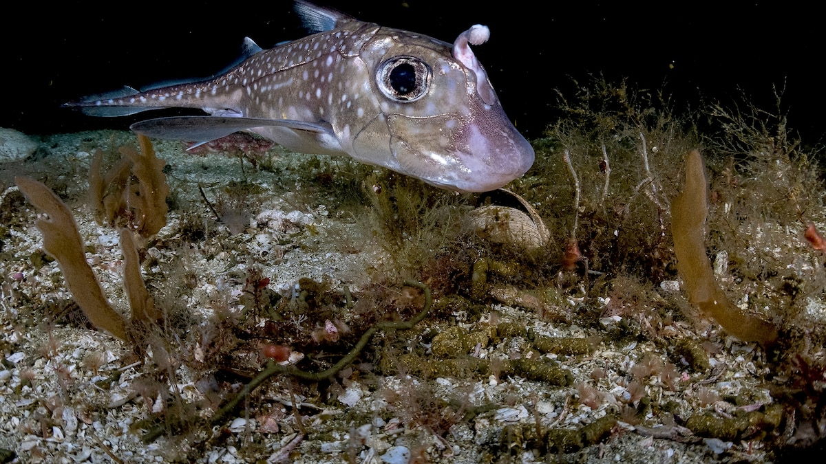 Newly discovered spookfish shines light on mysterious ghost sharks ...