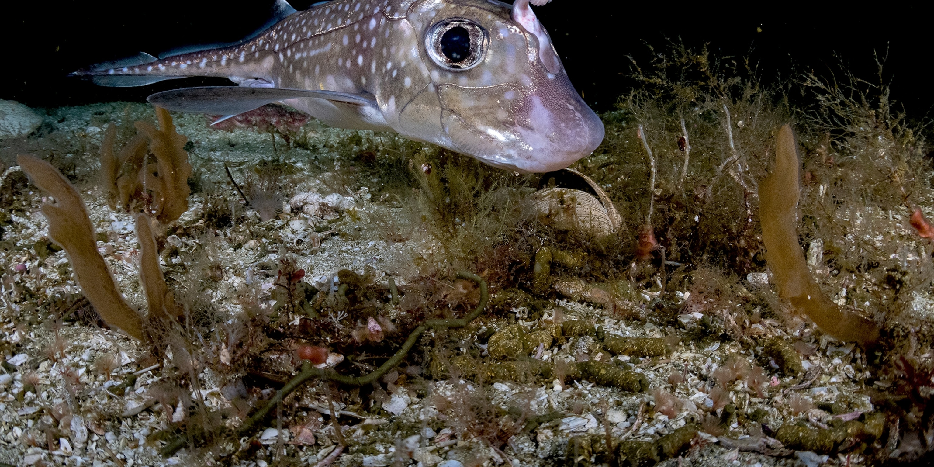 Habitat Du Blobfish