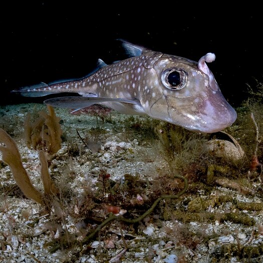Vrai Blobfish Nageant Blobfish Hi Res Stock Photography And Images