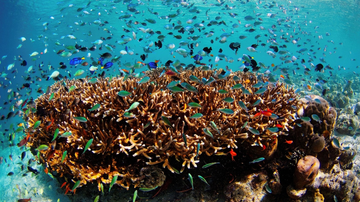 Beneath the blue: 5 of the best diving experiences in Sabah, Malaysia ...