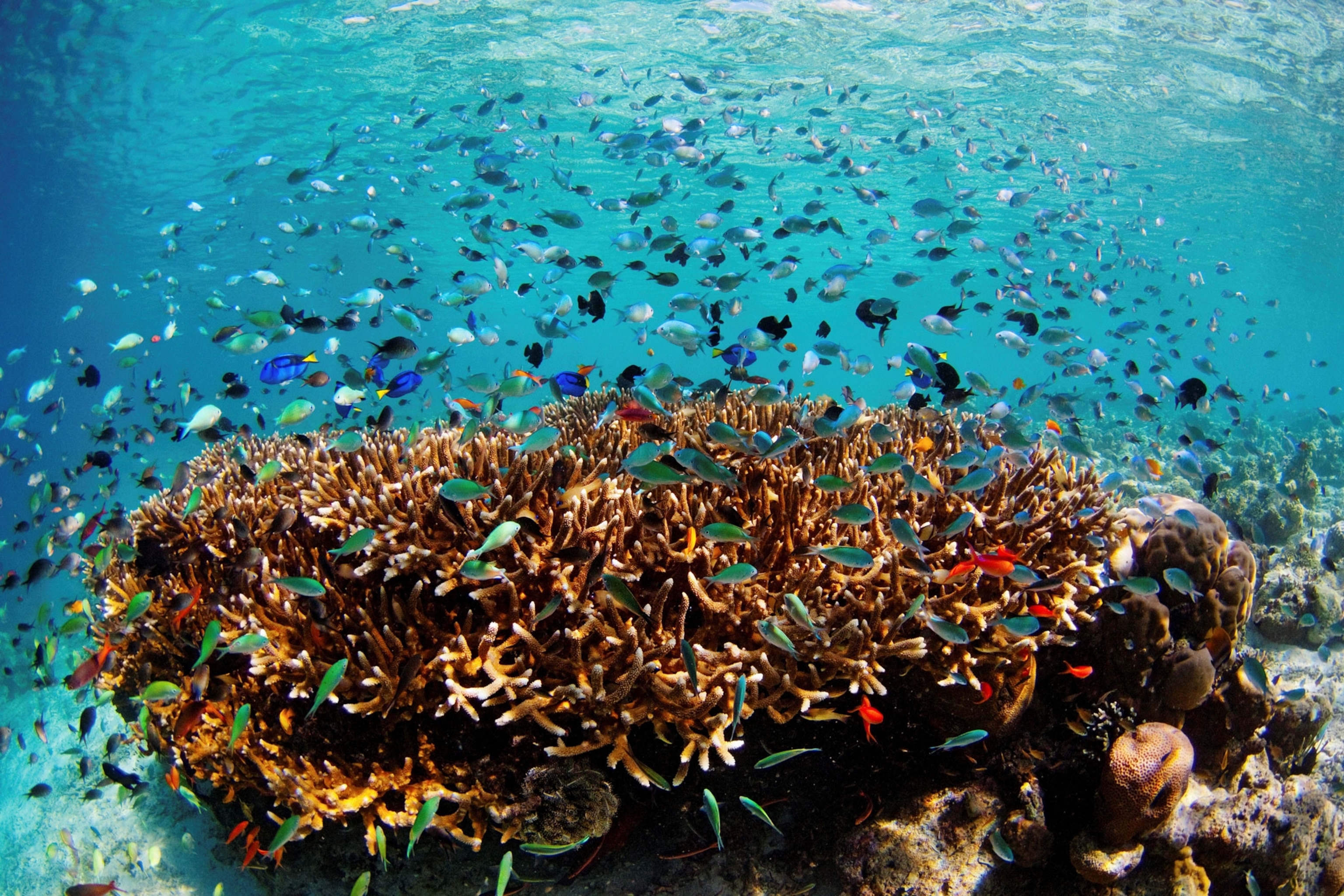 Beneath the blue: 5 of the best diving experiences in Sabah, Malaysia