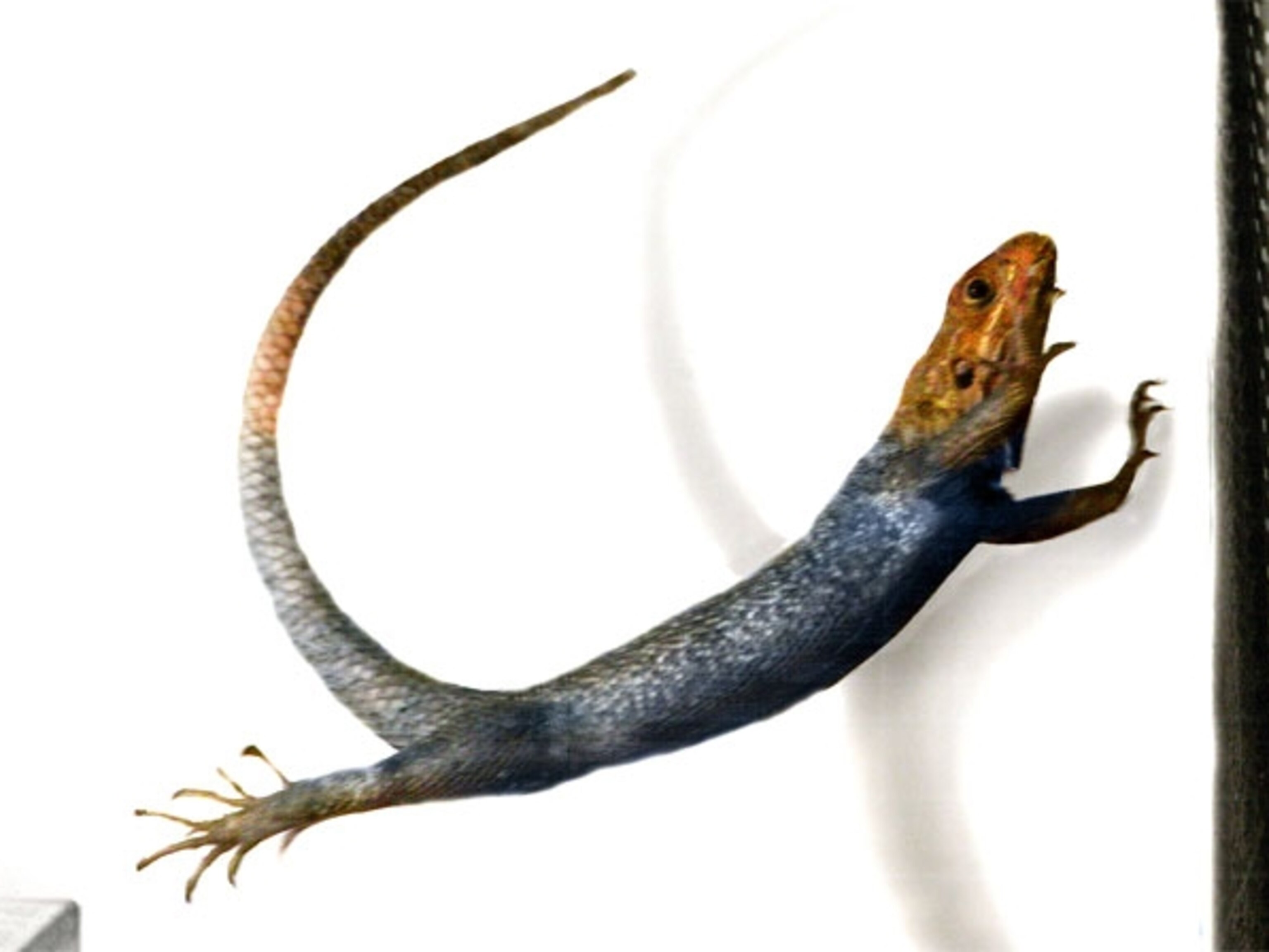 How leaping lizards, dinosaurs and robots use their tails