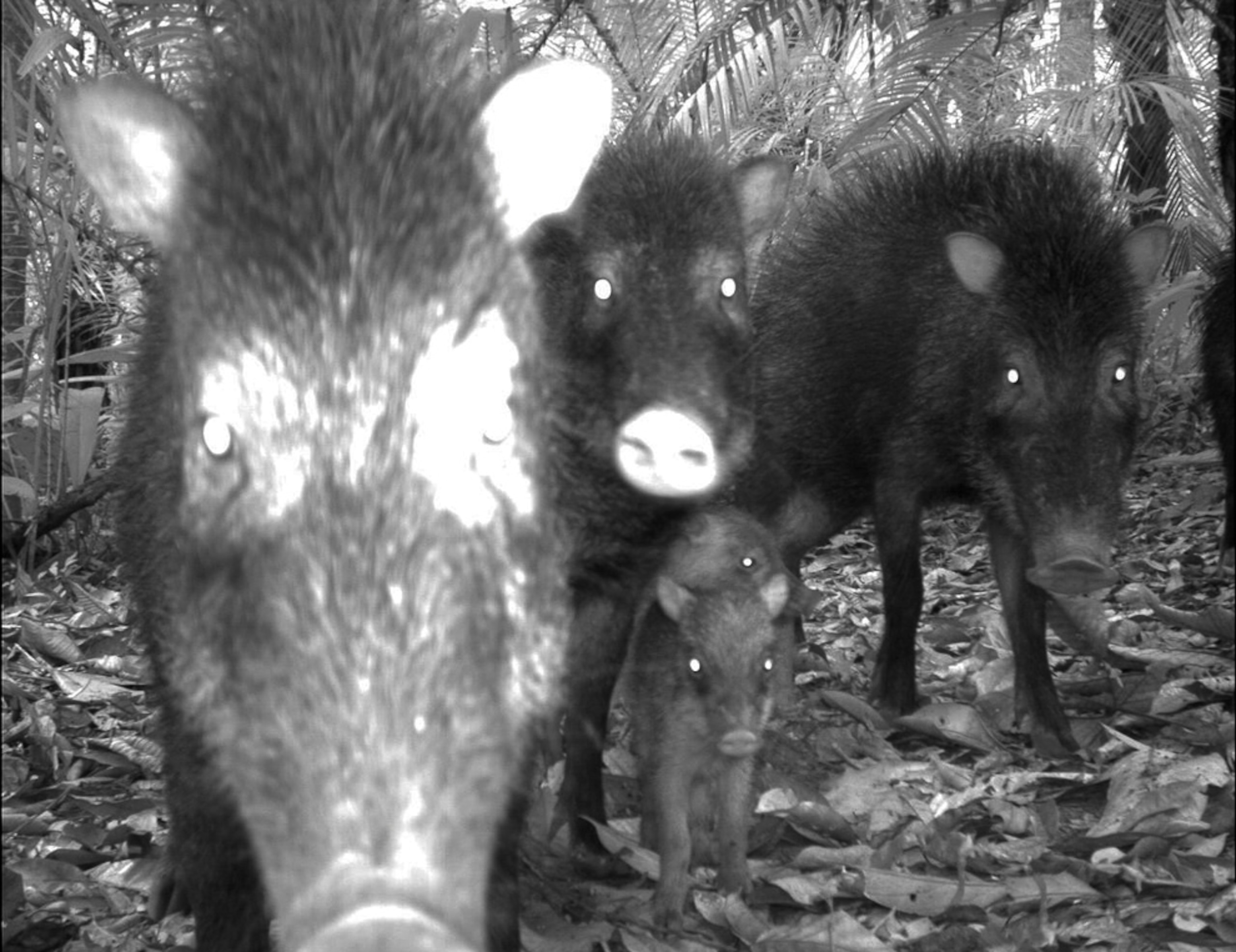 Camera-Trap Pictures: Mammals—And a Poacher—Exposed | National Geographic