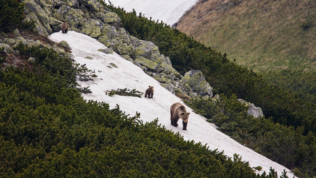 Wolves and Bears Stage Comeback in Crowded, Urban Europe | National ...