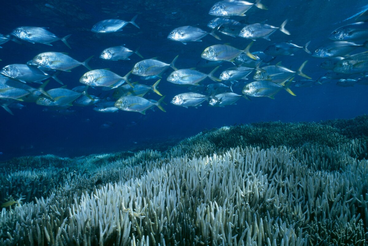 Warming Bleaches Two-Thirds of Great Barrier Reef