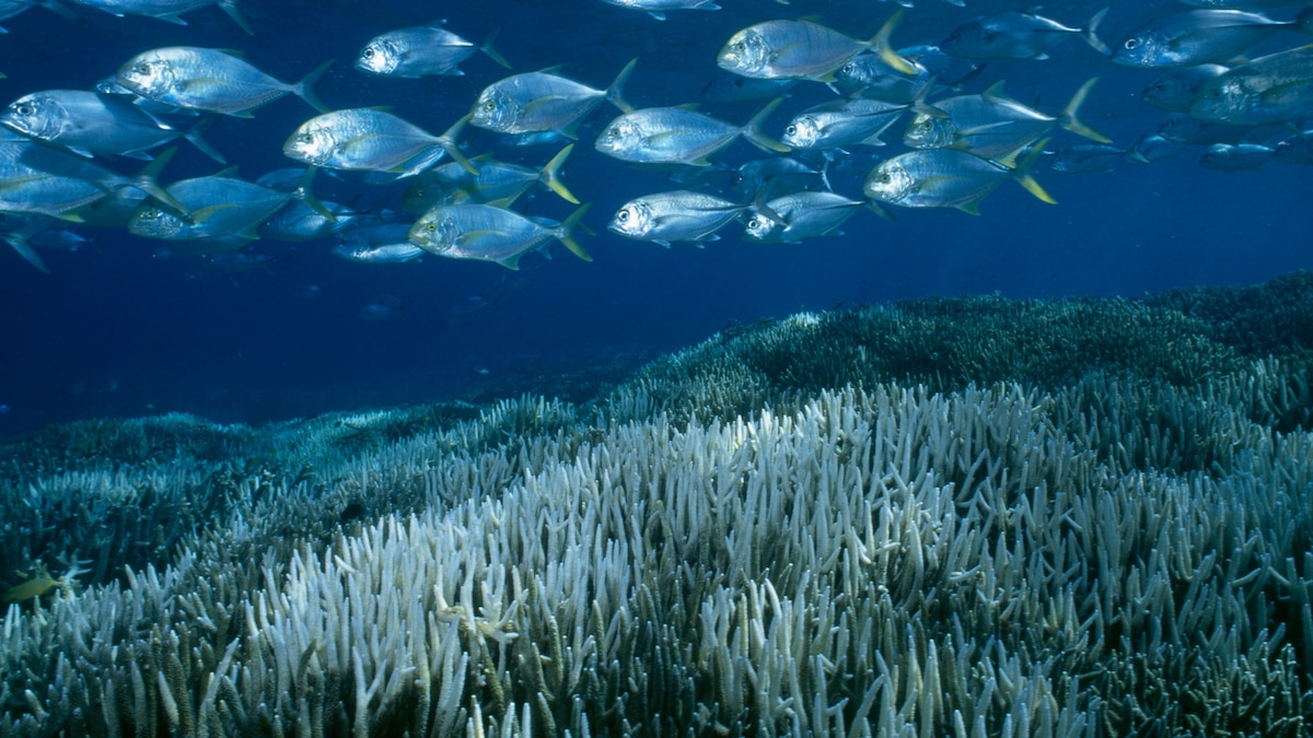 Warming Bleaches Two-Thirds of Great Barrier Reef | National Geographic