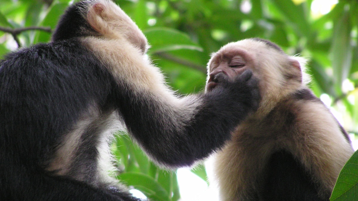 Monkeys poke each other’s noses, pull hair in odd rituals | National ...