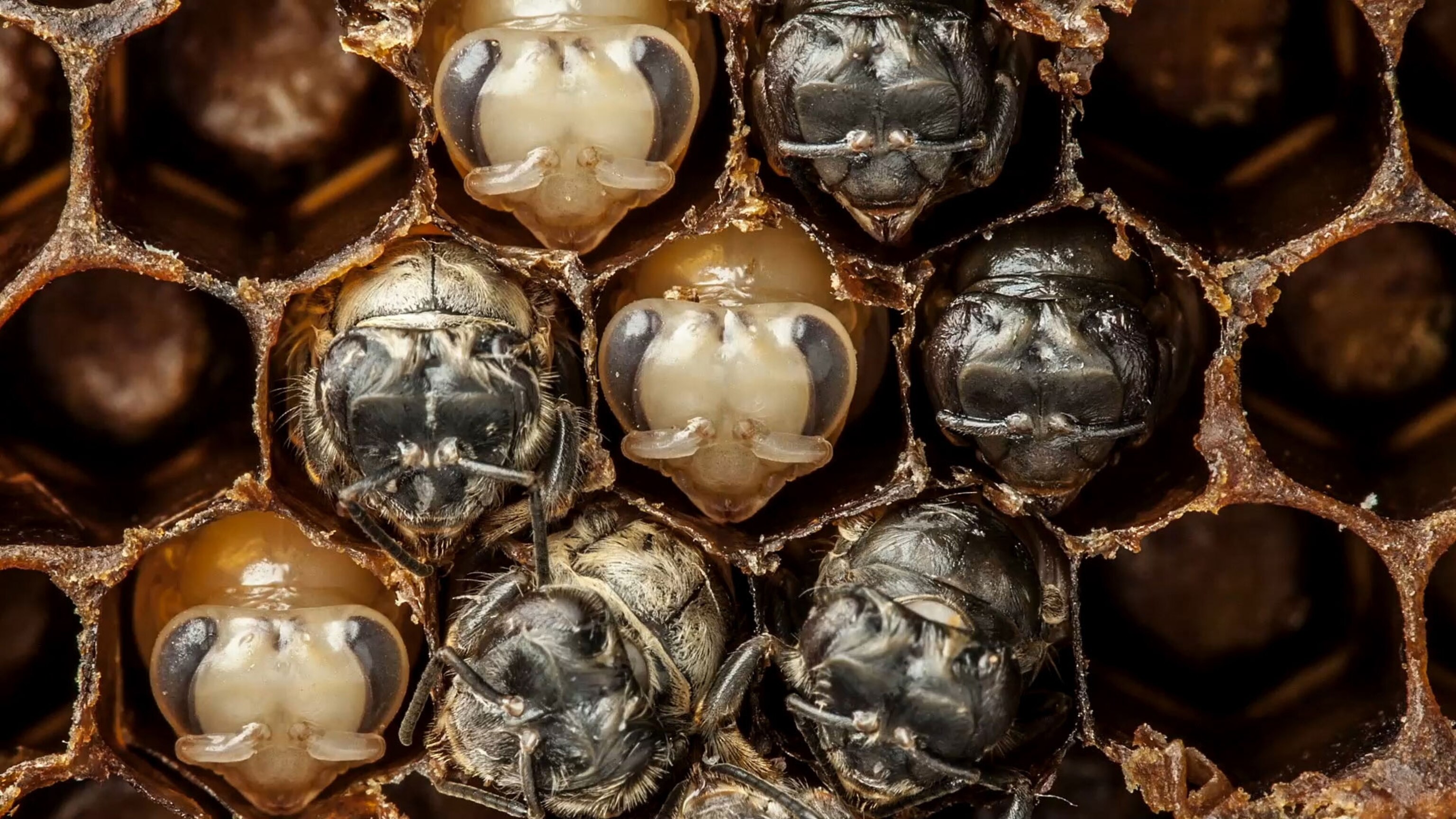 For a Biologist-Turned-Photographer, a Beehive Becomes a Living Lab