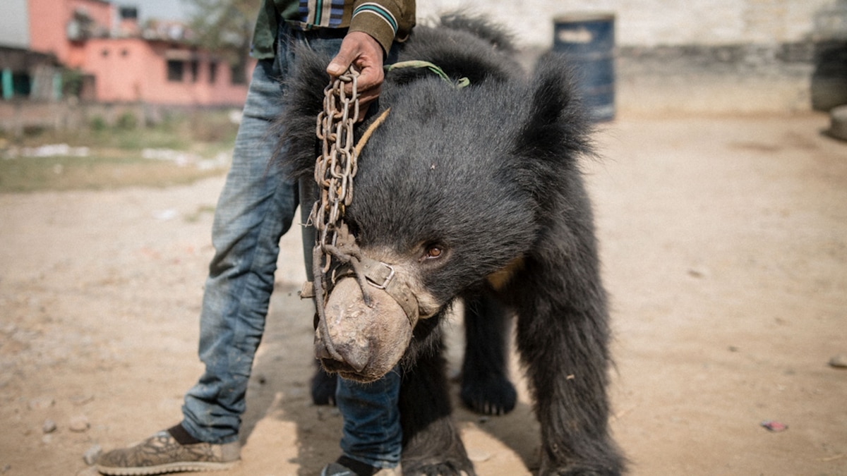 Nepal’s Last Known Dancing Bears Rescued | National Geographic