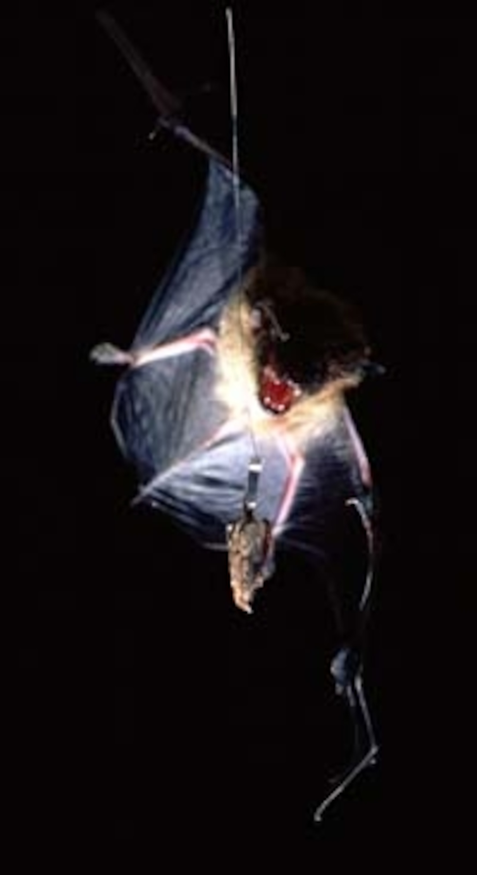 Bats: compasses, tongues and memories | National Geographic