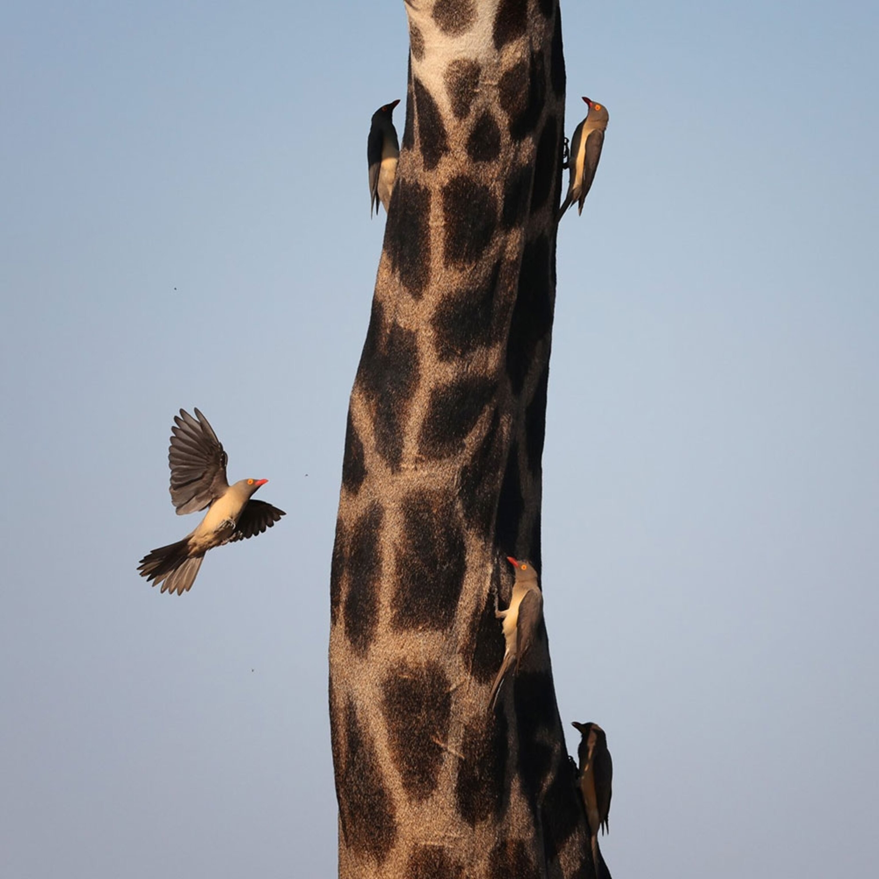 Why are we rounding up wild horses?
