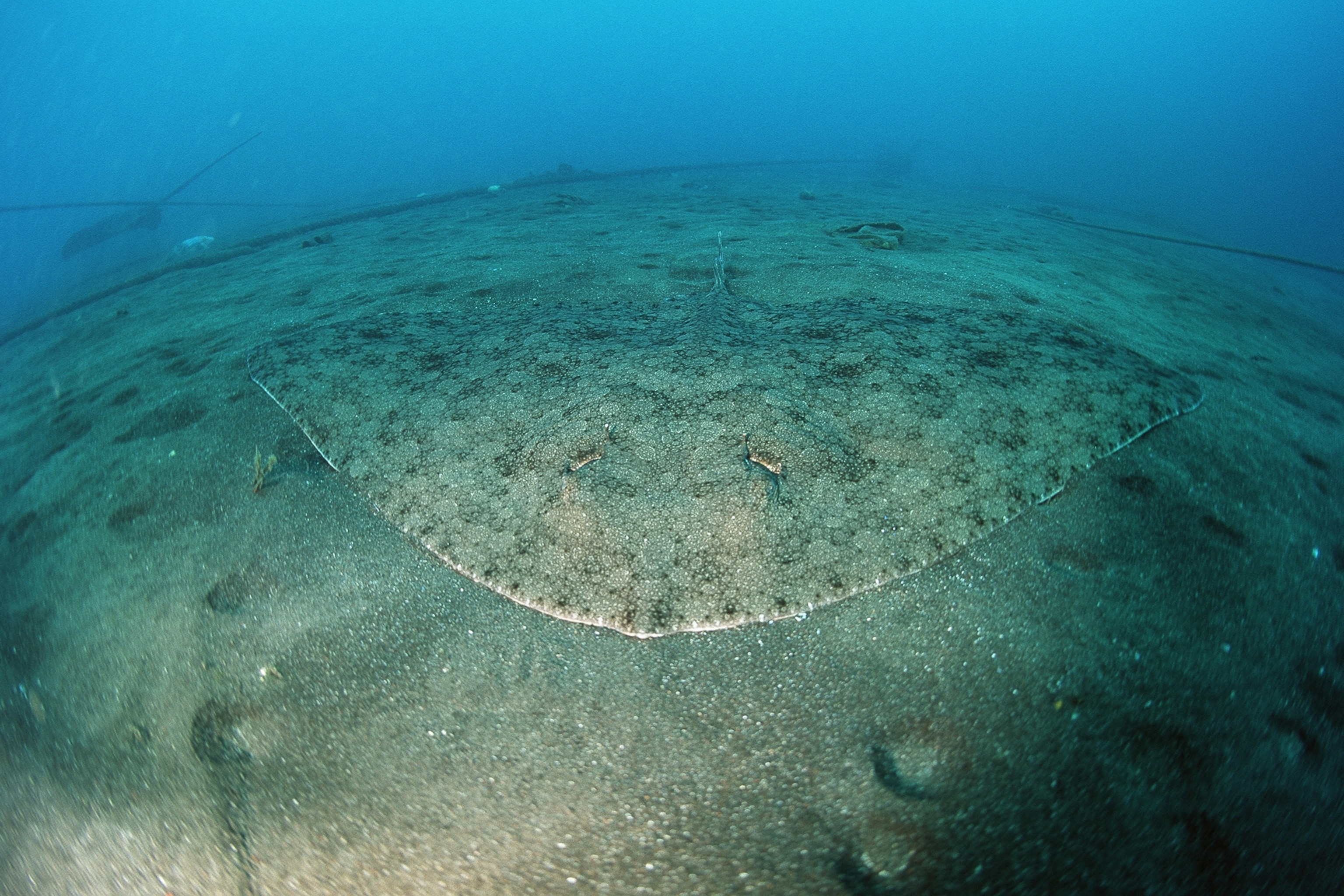 First spiny butterfly rays born in captivity meet the public