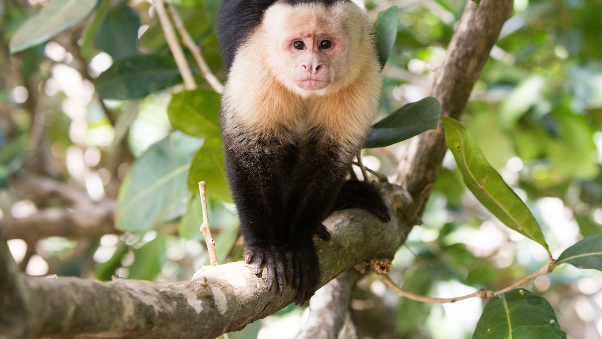 These capuchins are abducting babies from howler monkeys—for fun ...